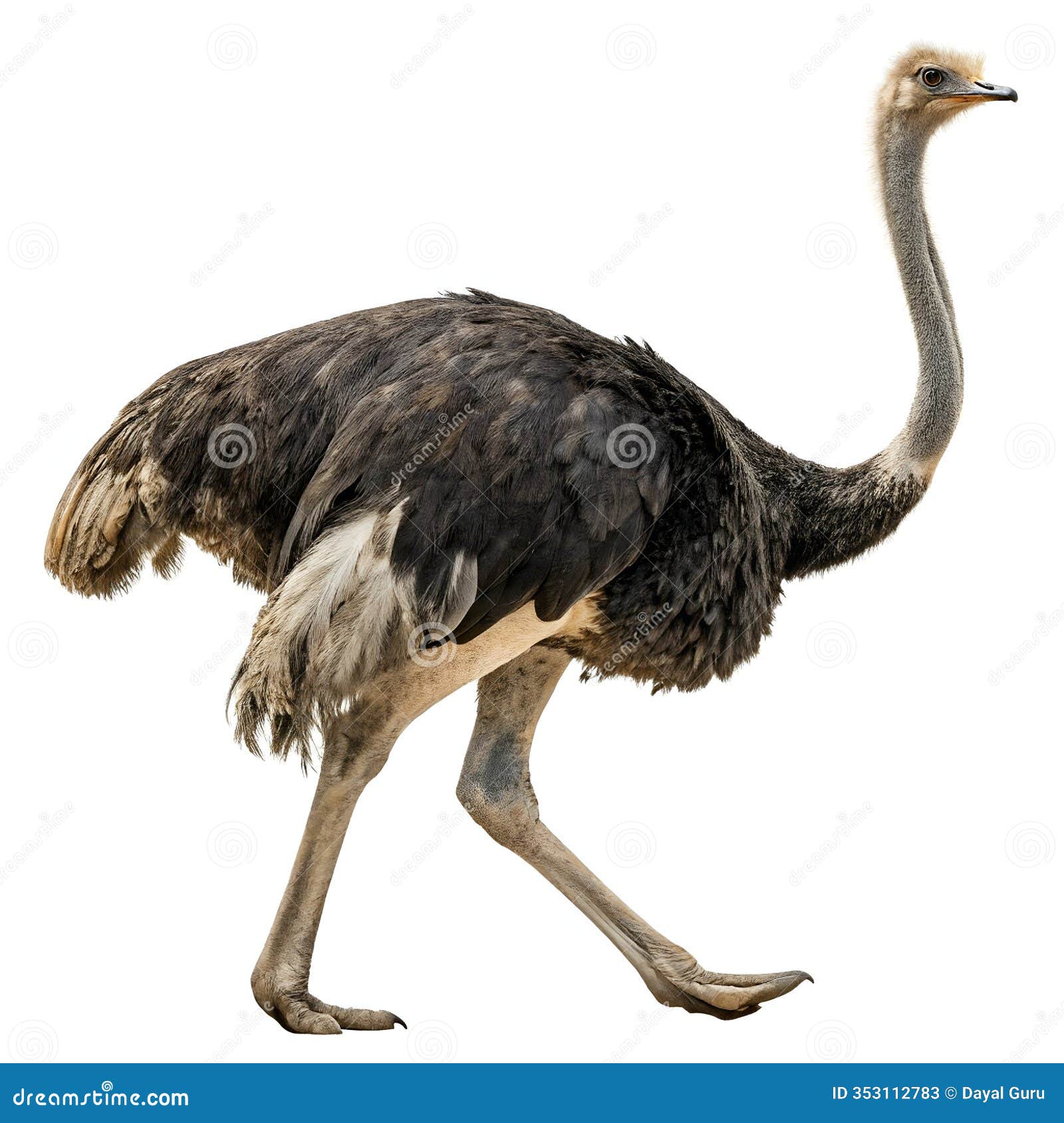 Ostrich Side View Isolated on White Background Stock Image - Image of ...