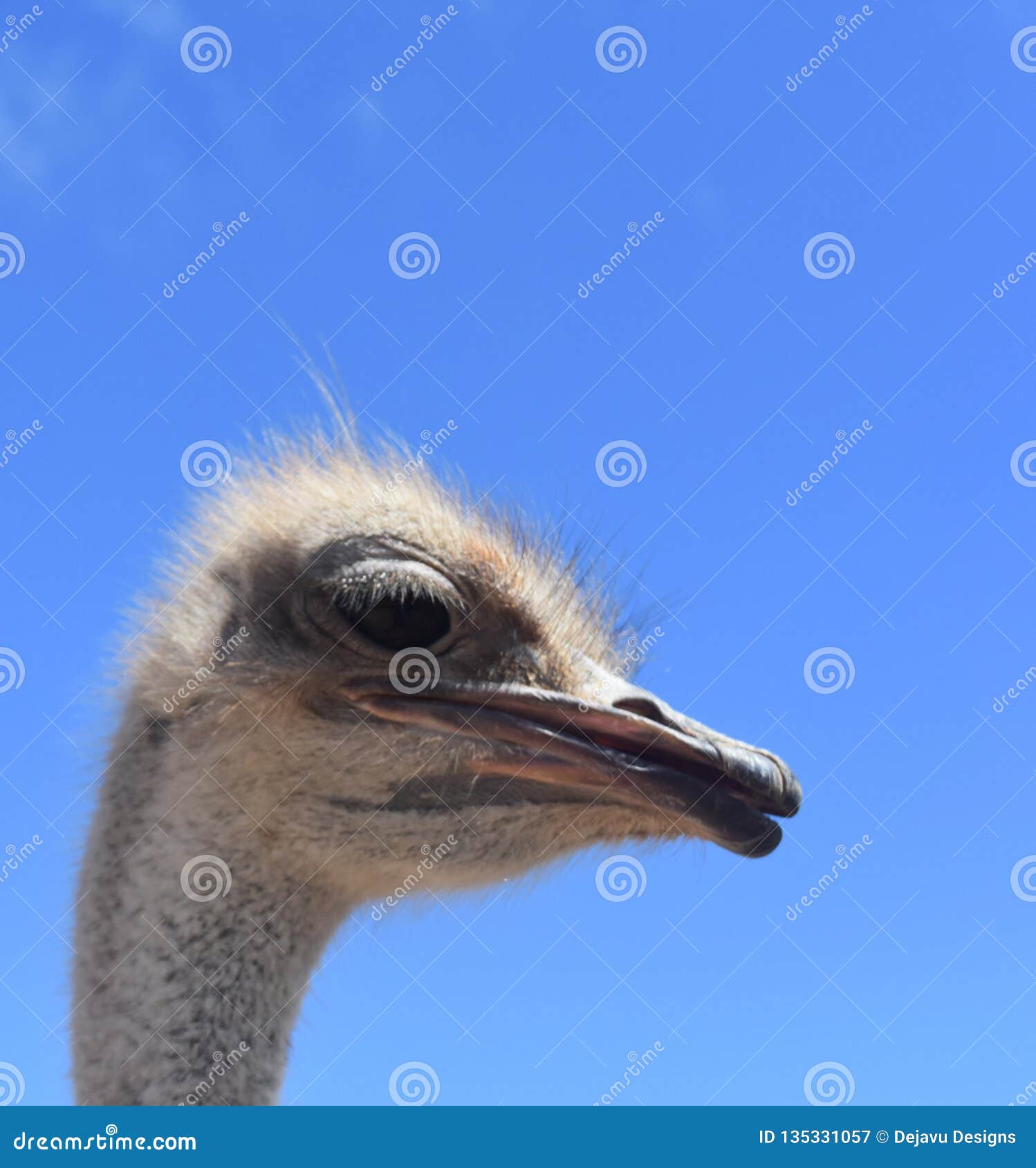 Side View of Ostrich with Sky in the Background Stock Image - Image of ...