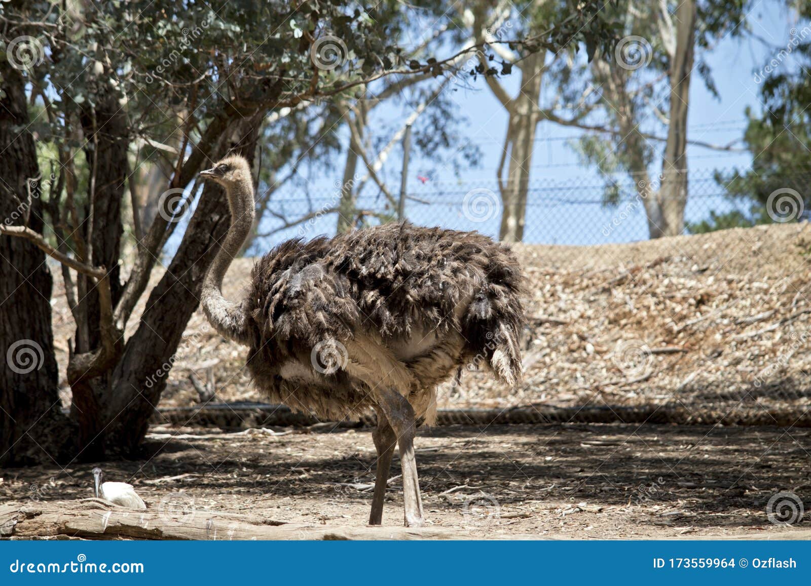 This is a Side View of an Ostrich Stock Photo - Image of ostrich, pink ...
