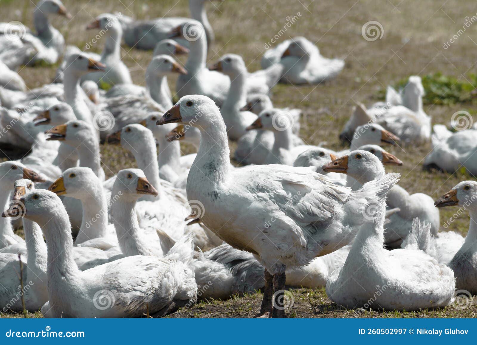 A Flock of Geese Grazes on the Lawn. Stock Image - Image of nature ...