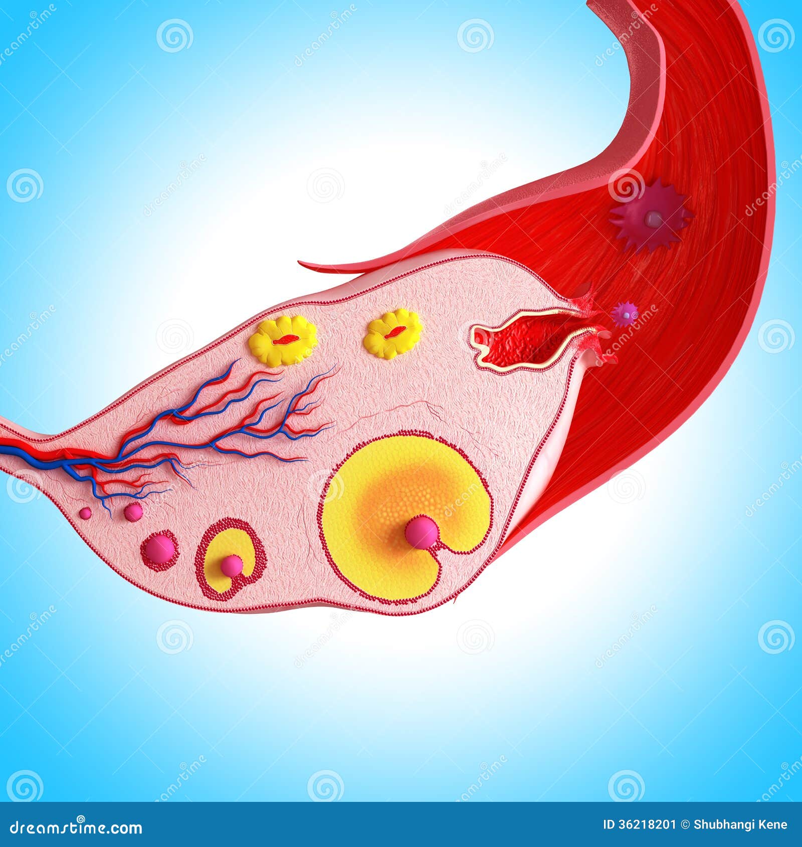 Side view of Ovarian cycle stock illustration. Illustration of cell ...