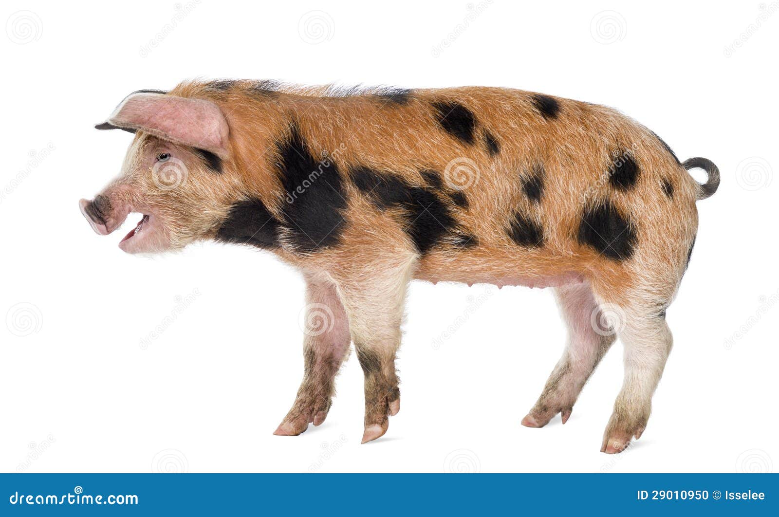 Side View of a Oxford Sandy and Black Piglet Stock Photo - Image of ...