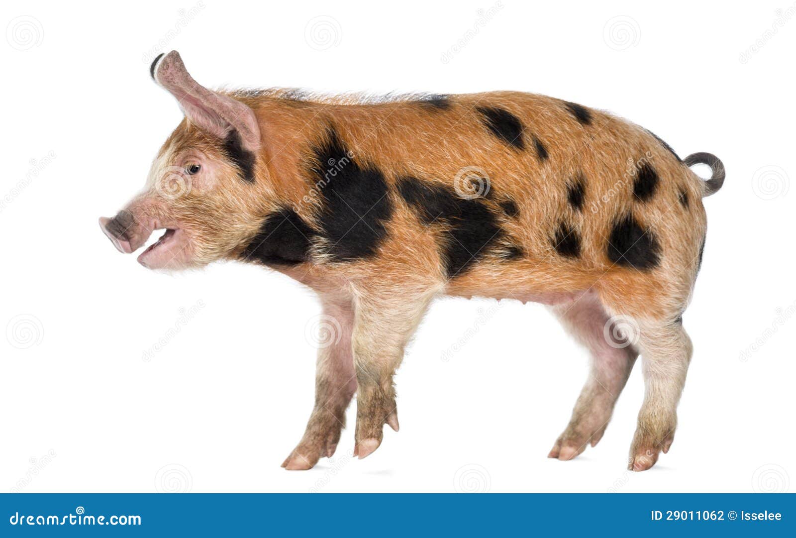 Side View Of An Oxford Sandy And Black Piglet Stock Photo - Image of ...