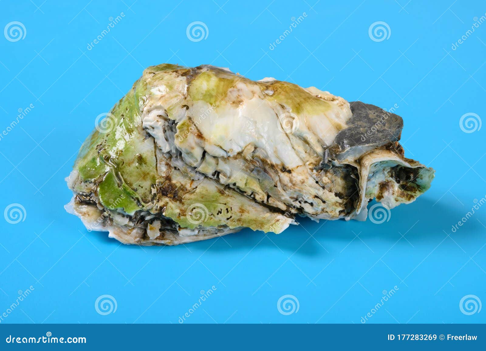 Oyster Shell on Blue Background Stock Image - Image of view, shell ...