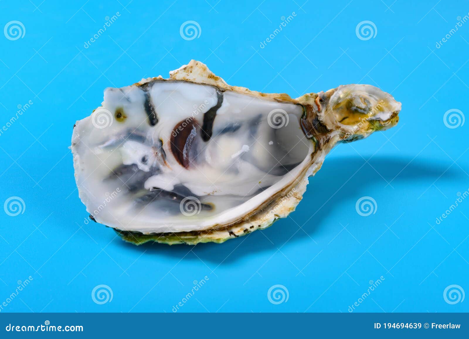 A View Of Oyster Shells. Oyster Shells. Background Of Oyster Shells ...