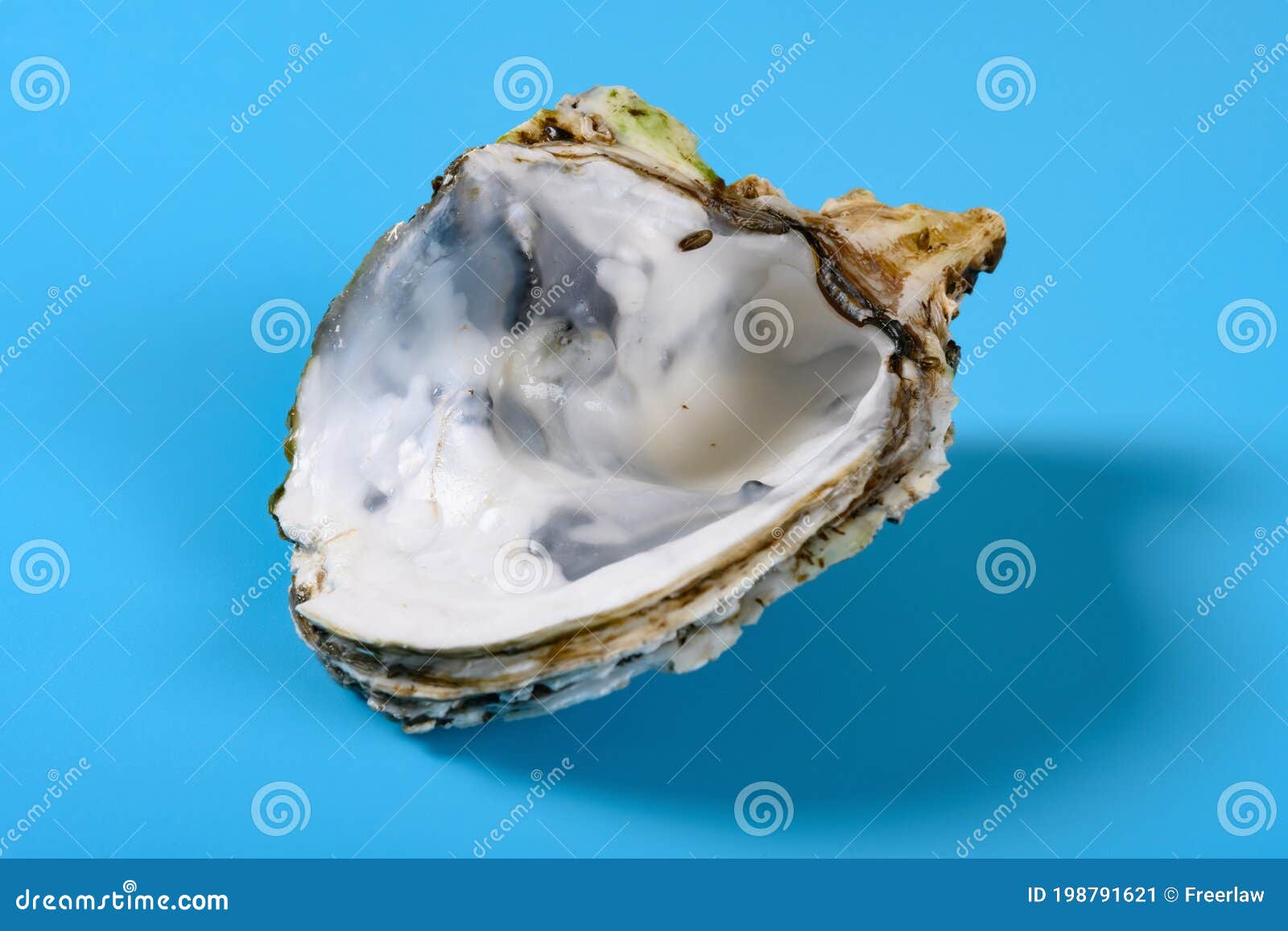 A View Of Oyster Shells. Oyster Shells. Background Of Oyster Shells ...