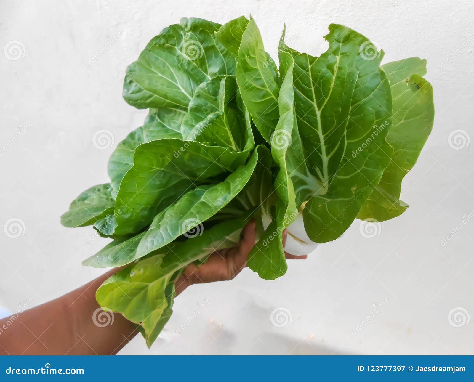 Side View of Pak Choi Vegetable Stock Image - Image of held, vegetable ...
