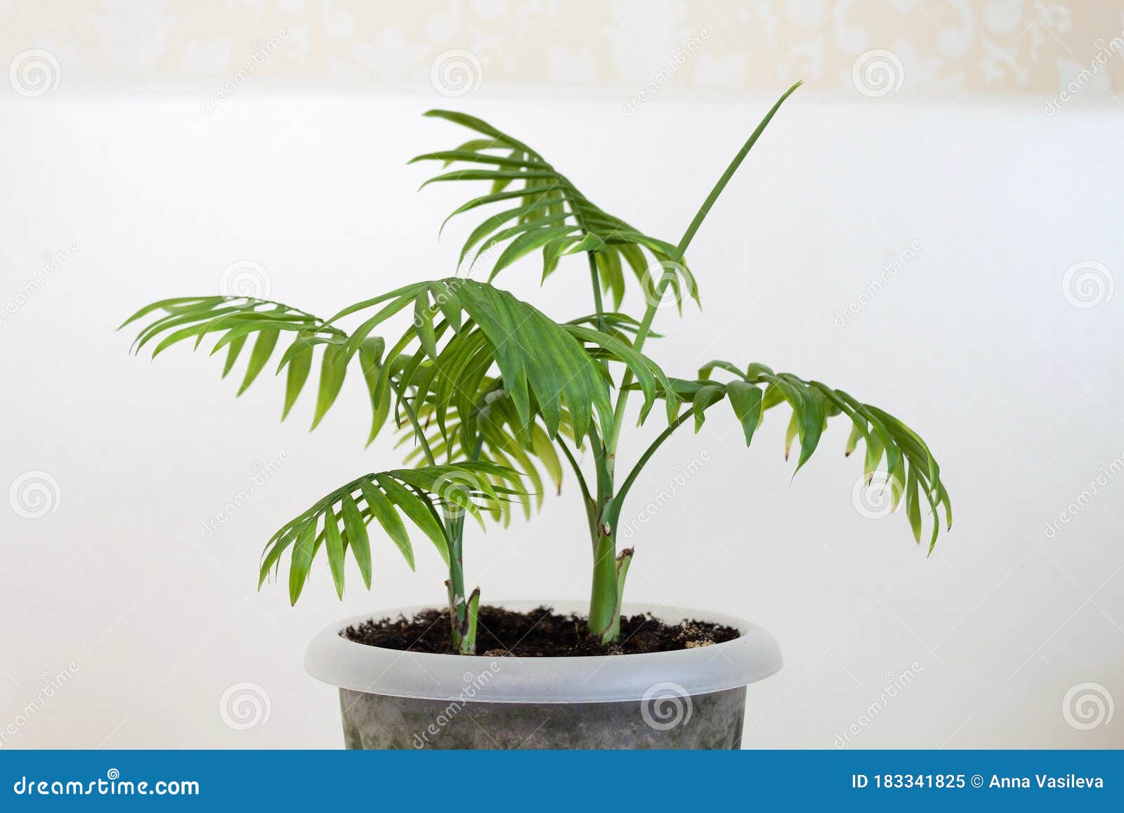Side View on Palm Tree Leaves in a Pot Stock Image - Image of ...
