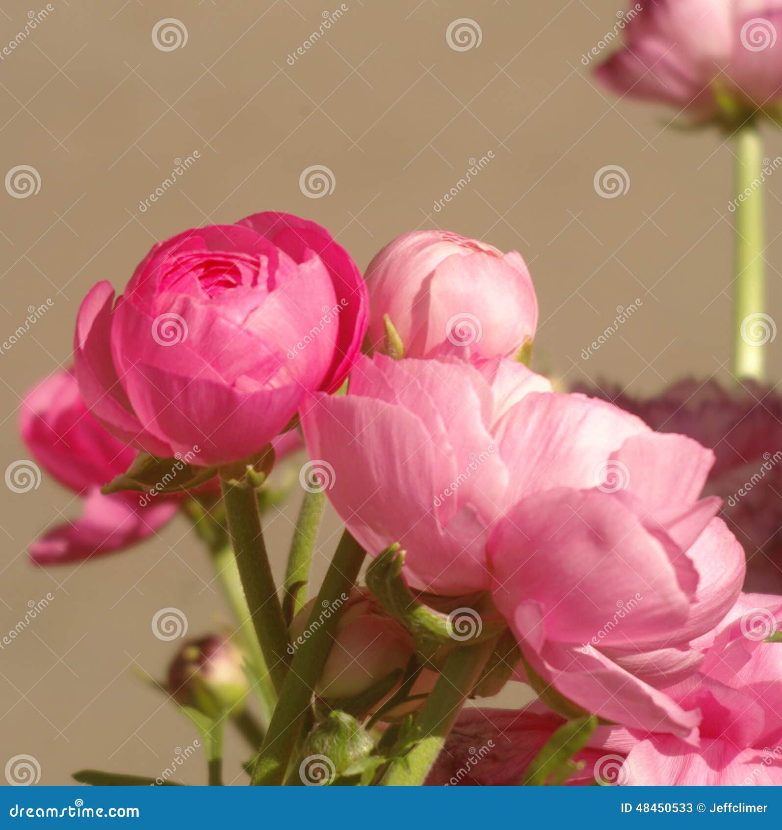 Side view of pansies. stock image. Image of botanical - 48450533