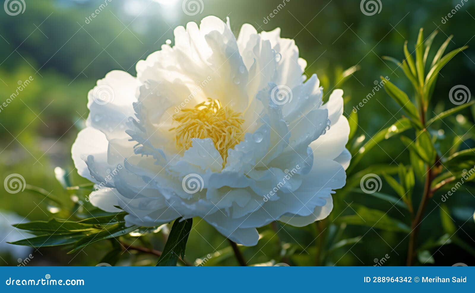 A Side View of a Partially Bloomed White Peony Against a Blurred ...