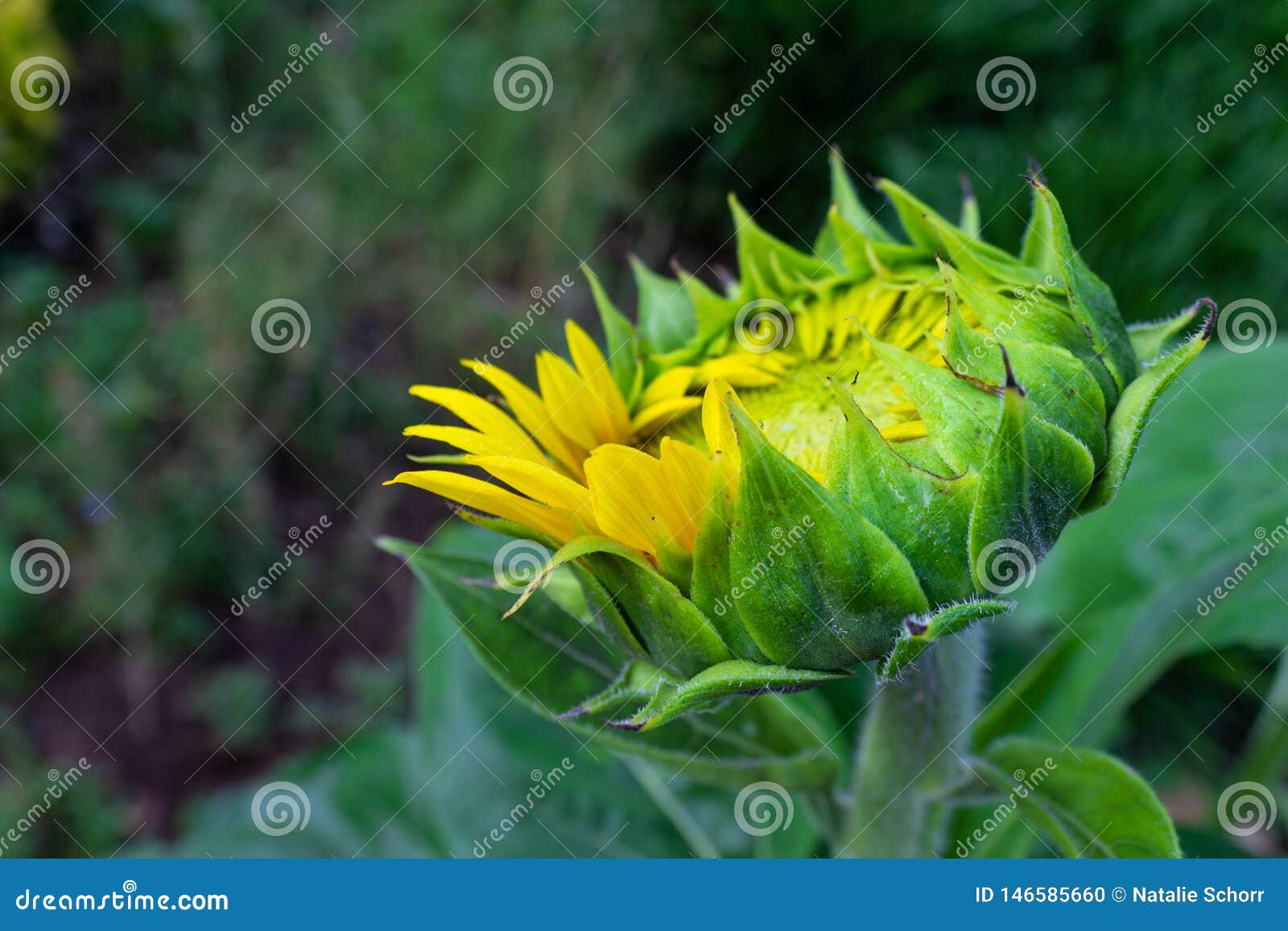 Side View of Partially Opened Sunflower, Selective Focus Stock Photo ...