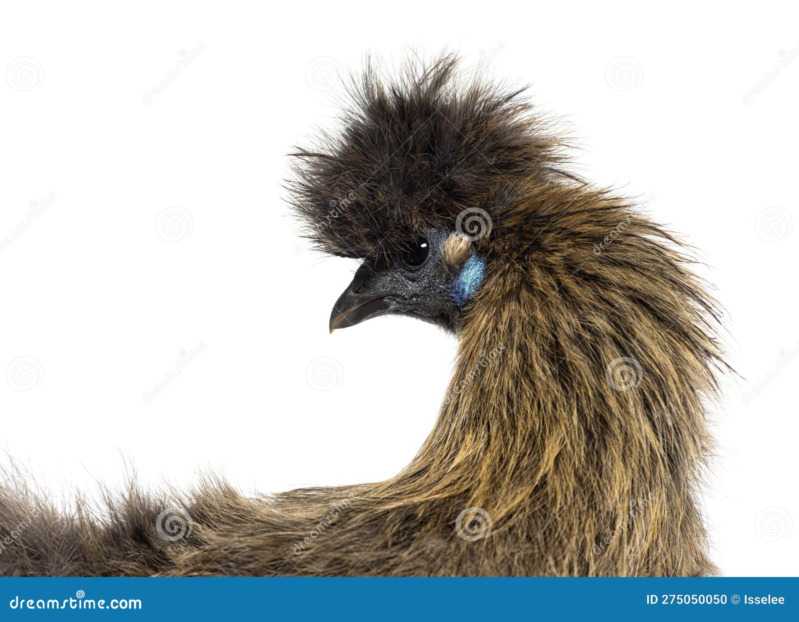 Side View of a Partridge Silkie Hen Head, Isolated on White Stock Photo ...