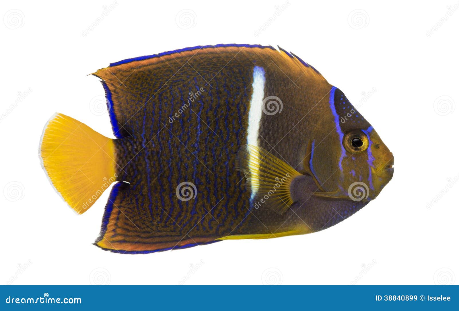 Side View of a Passer Angelfish Stock Image - Image of wildlife ...