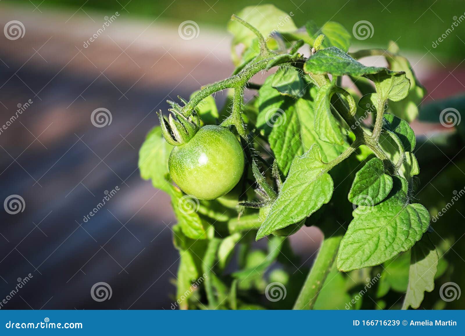 Side View of a Patio Tomato Growing Stock Image - Image of food ...