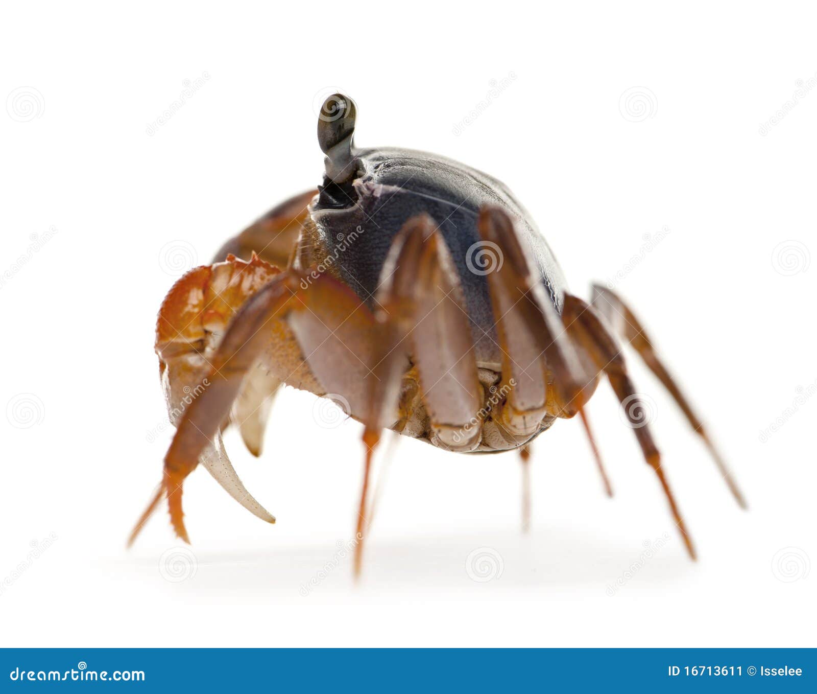 Side View Of Patriot Crab, Cardisoma Armatum Stock Image - Image: 16713611