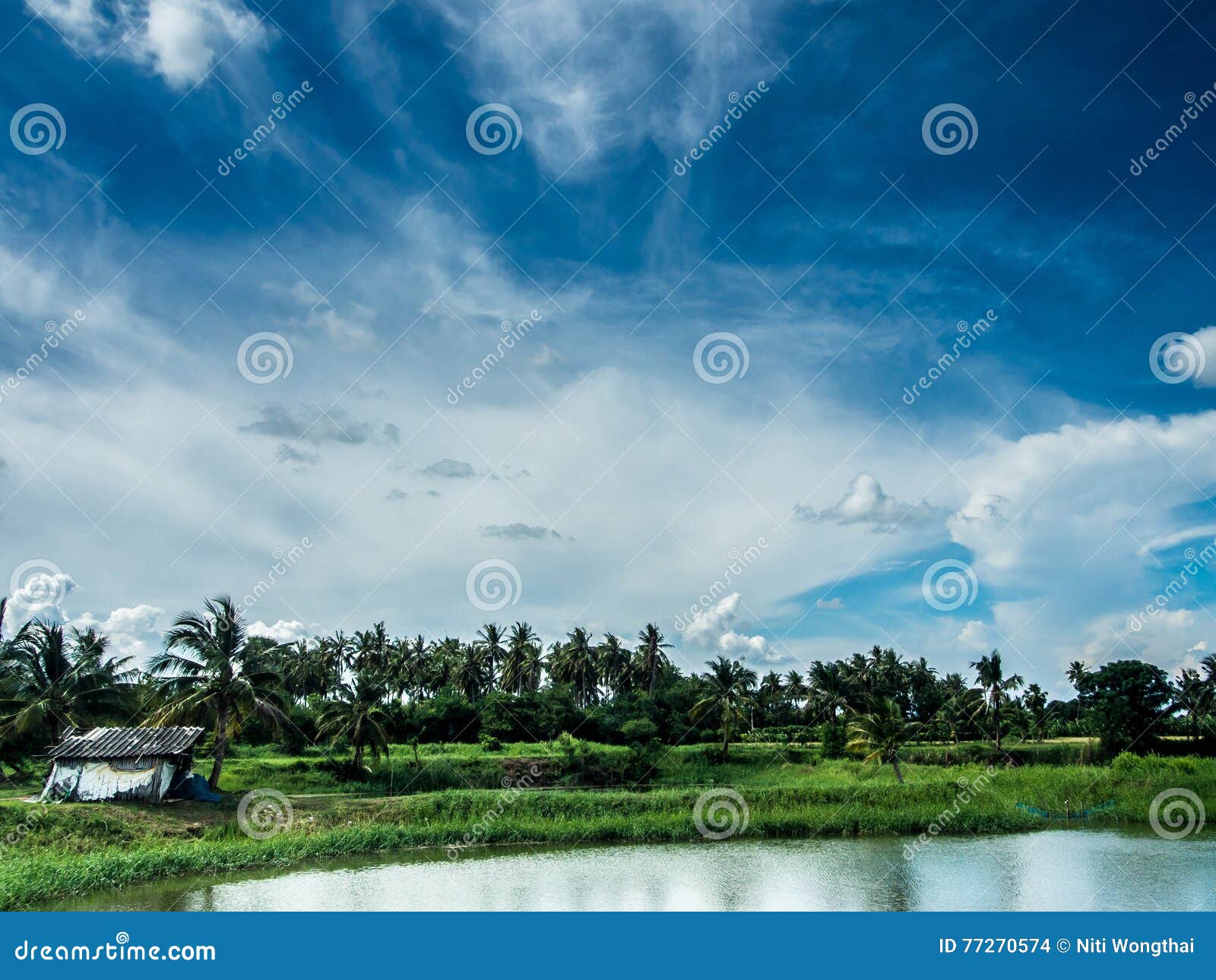 Side view of a peach. stock photo. Image of main, field - 77270574