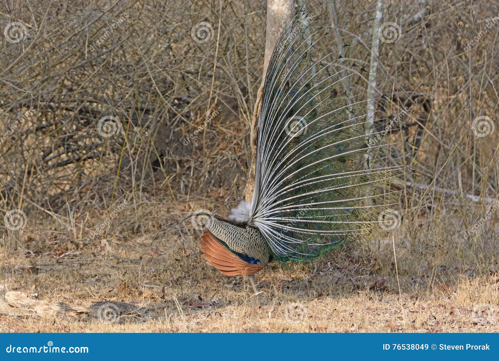 Side View of a Peacock Display Stock Image - Image of ornithology, tail ...