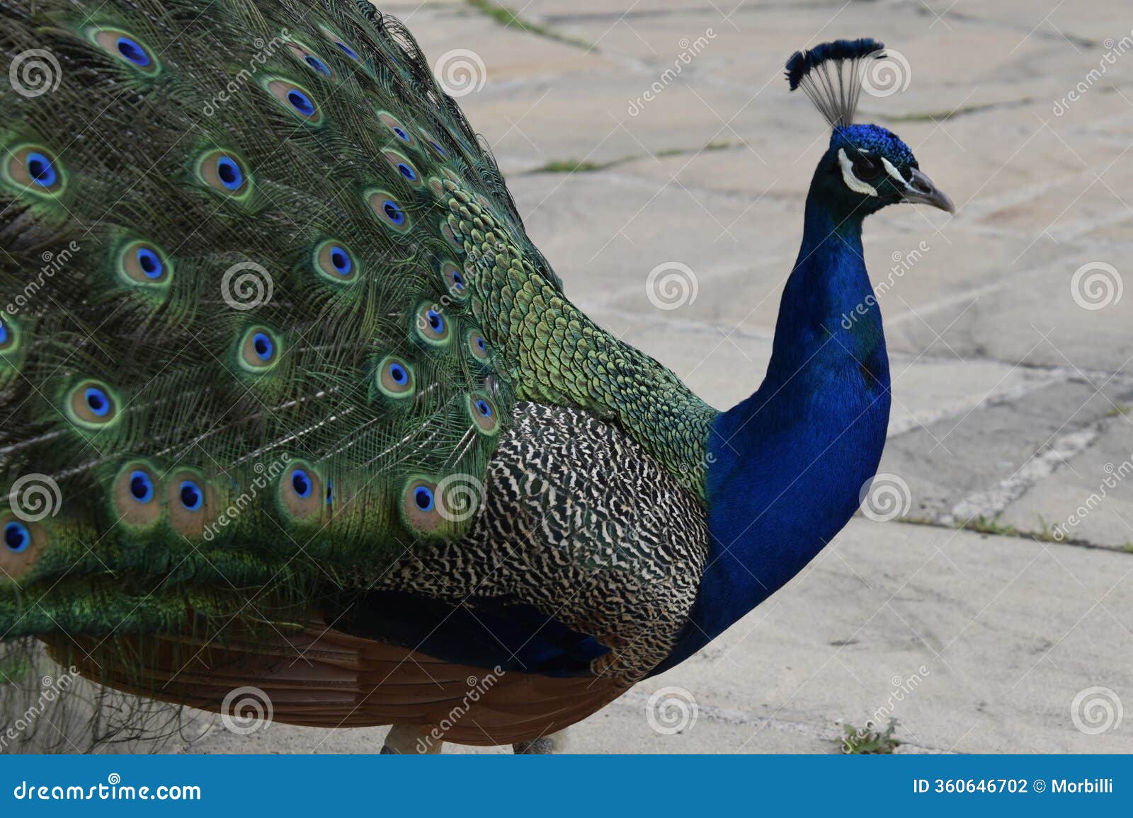 Side View of a Peacock Posing for a Photo Stock Photo - Image of fowl ...