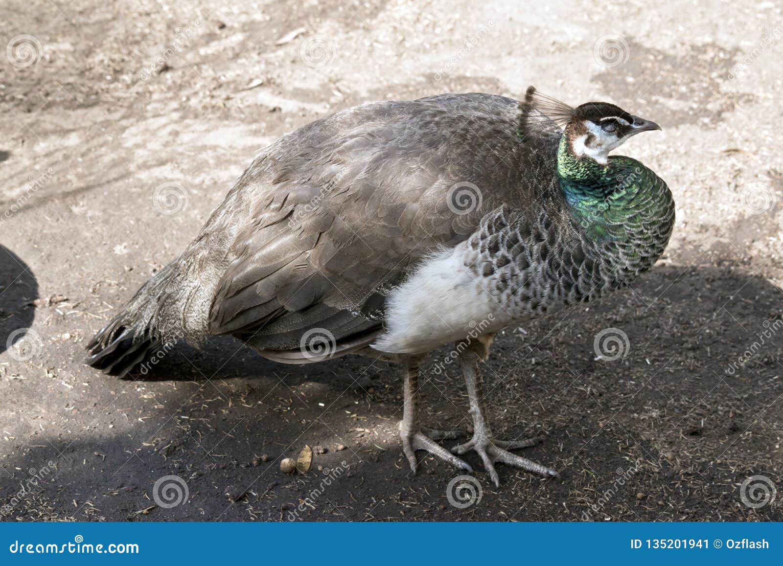 Peahen close up stock image. Image of pink, white, comb - 135201941