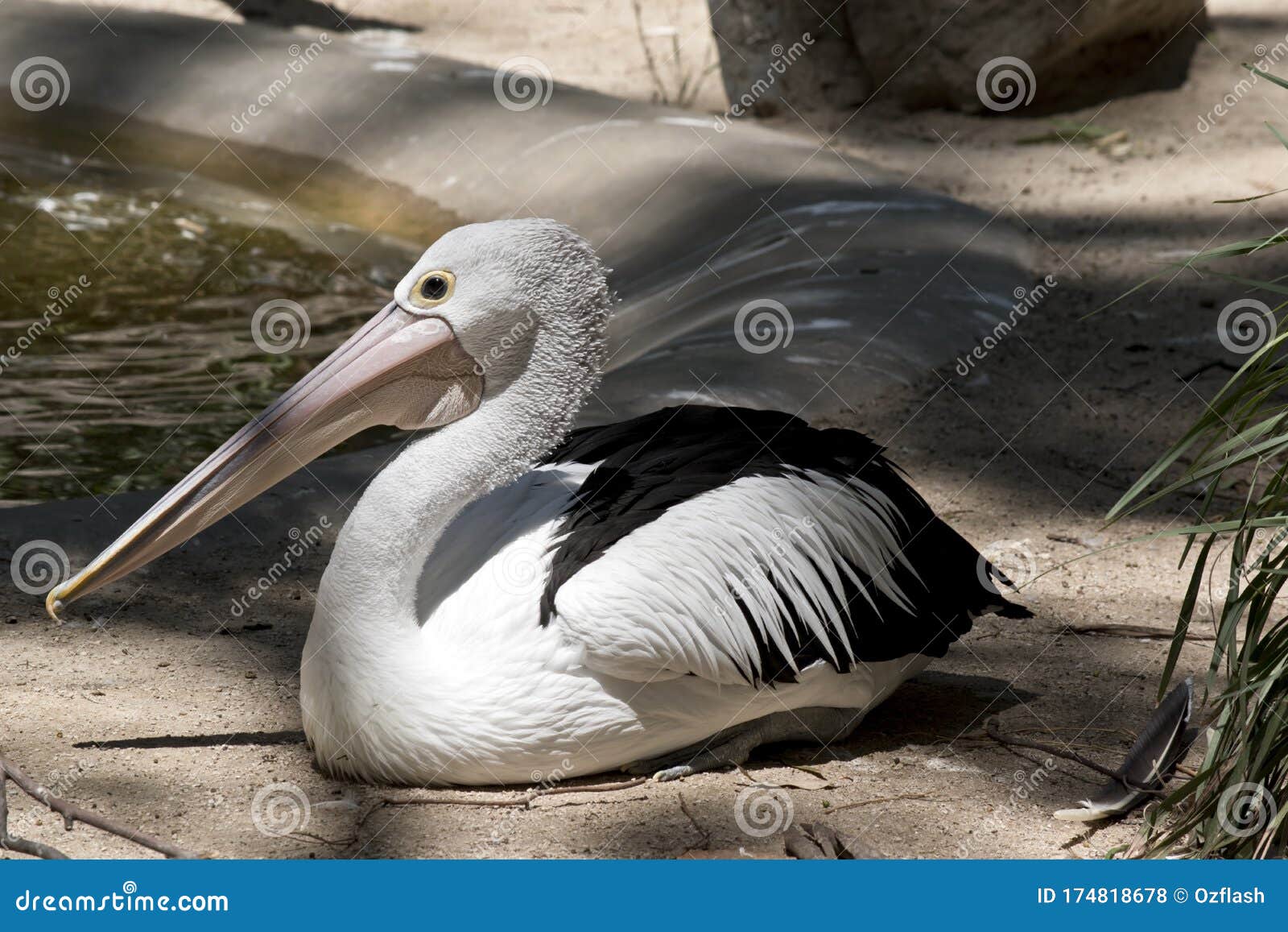 This is a Side View of a Pelican Stock Photo - Image of wild, bird ...