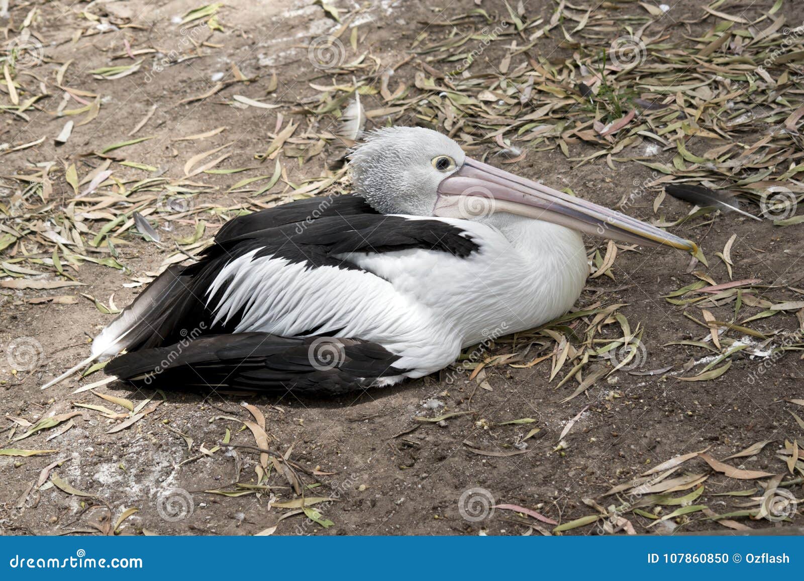 Side view pelican stock photo. Image of australia, bird - 107860850