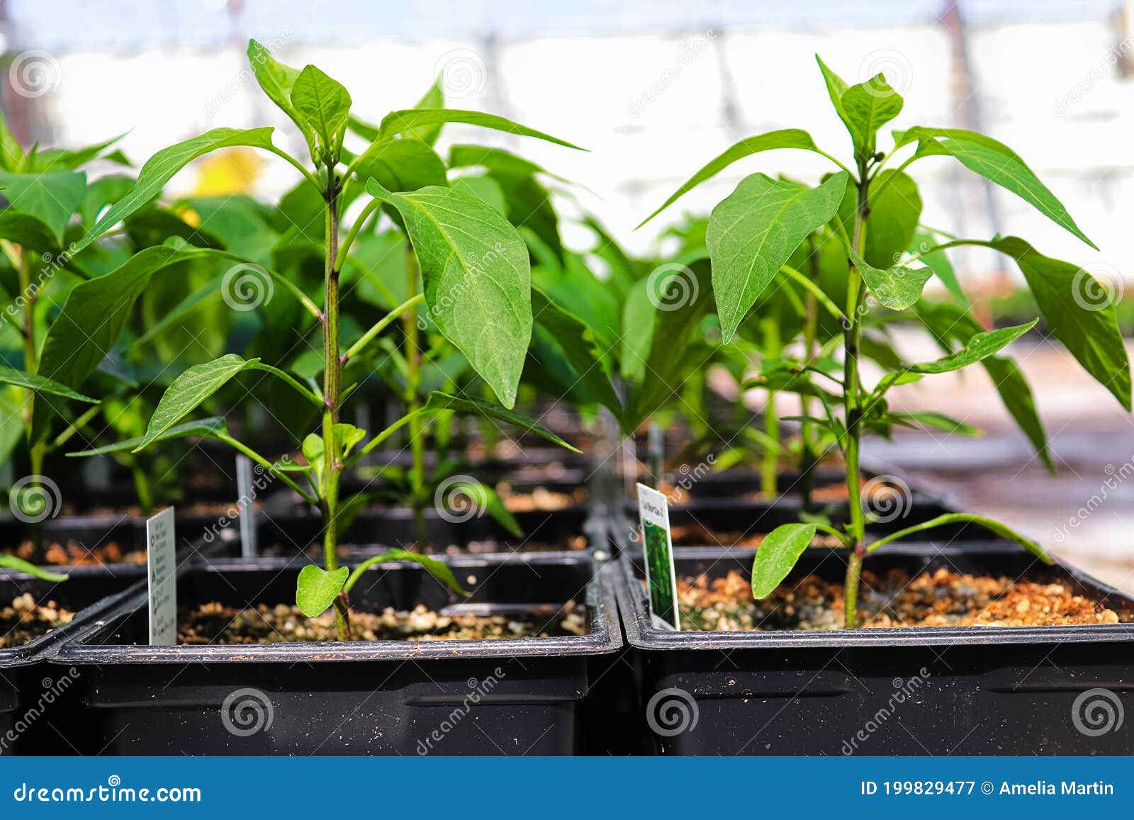 Side View of Pepper Plants Growing in a Nursery Stock Image - Image of ...