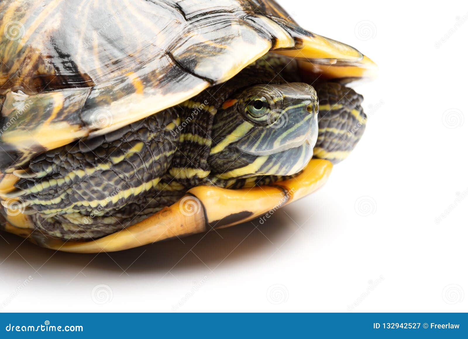 Side View Pet Turtle Red-eared Slider or Trachemys Scripta Elegans on ...