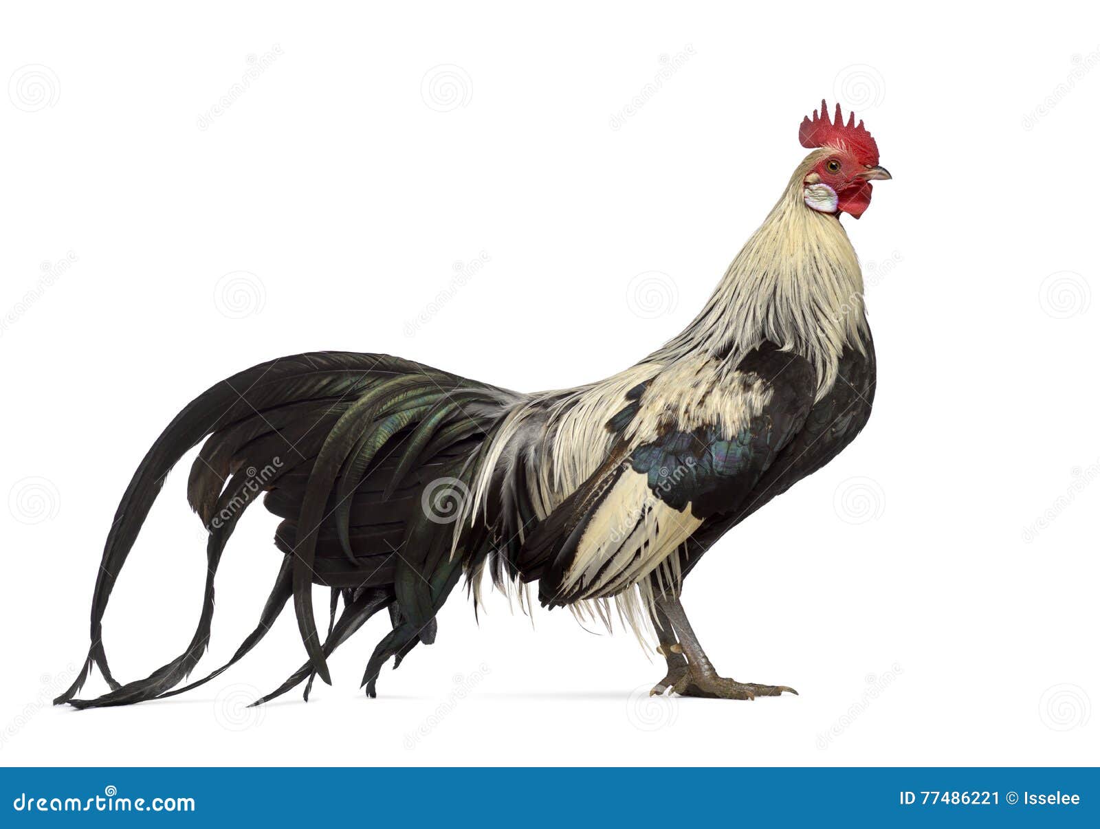 Side View of a Phoenix Chicken Stock Image - Image of bird, poultry ...