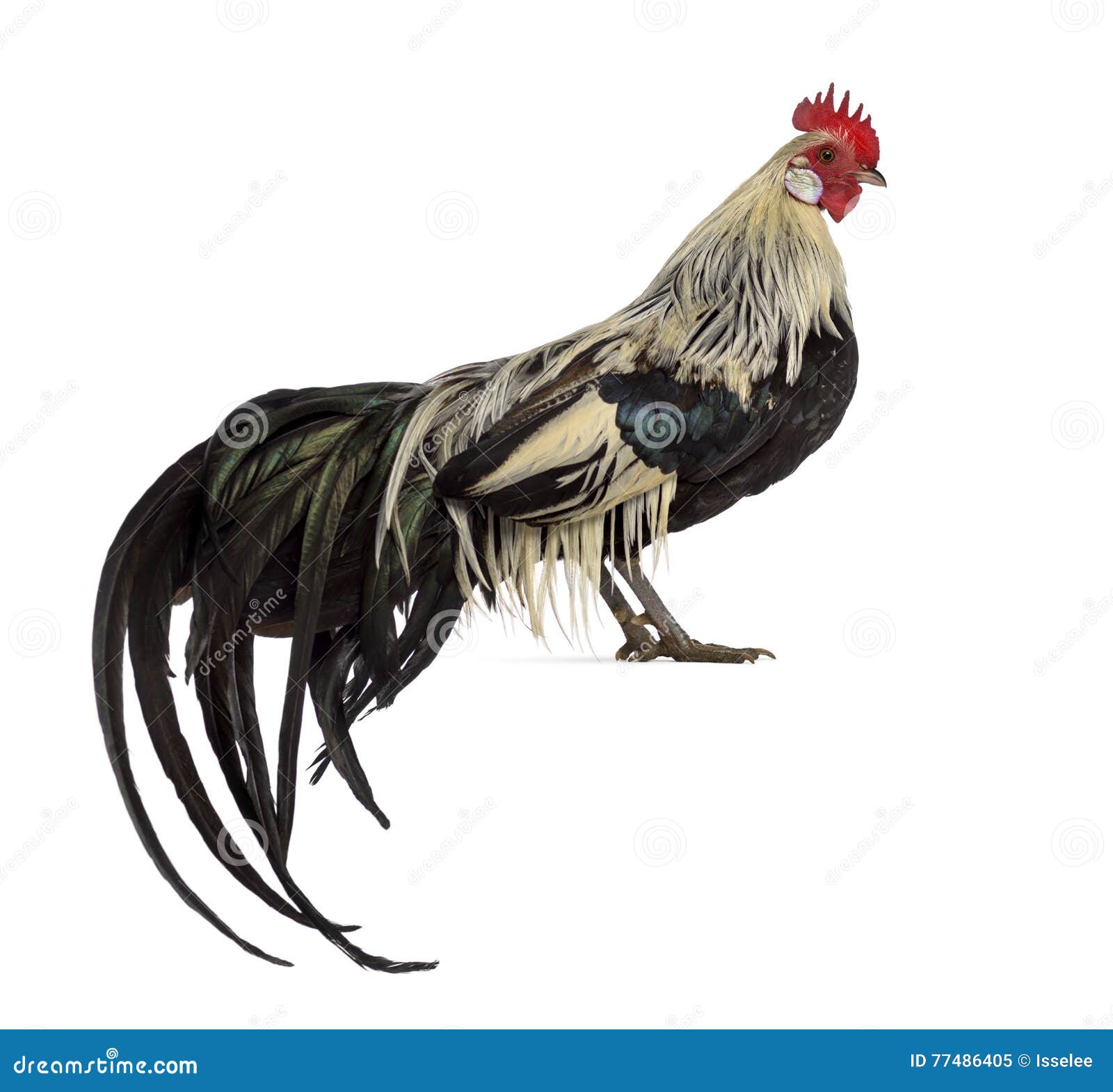 Side View of a Phoenix Chicken Stock Image - Image of gallus ...