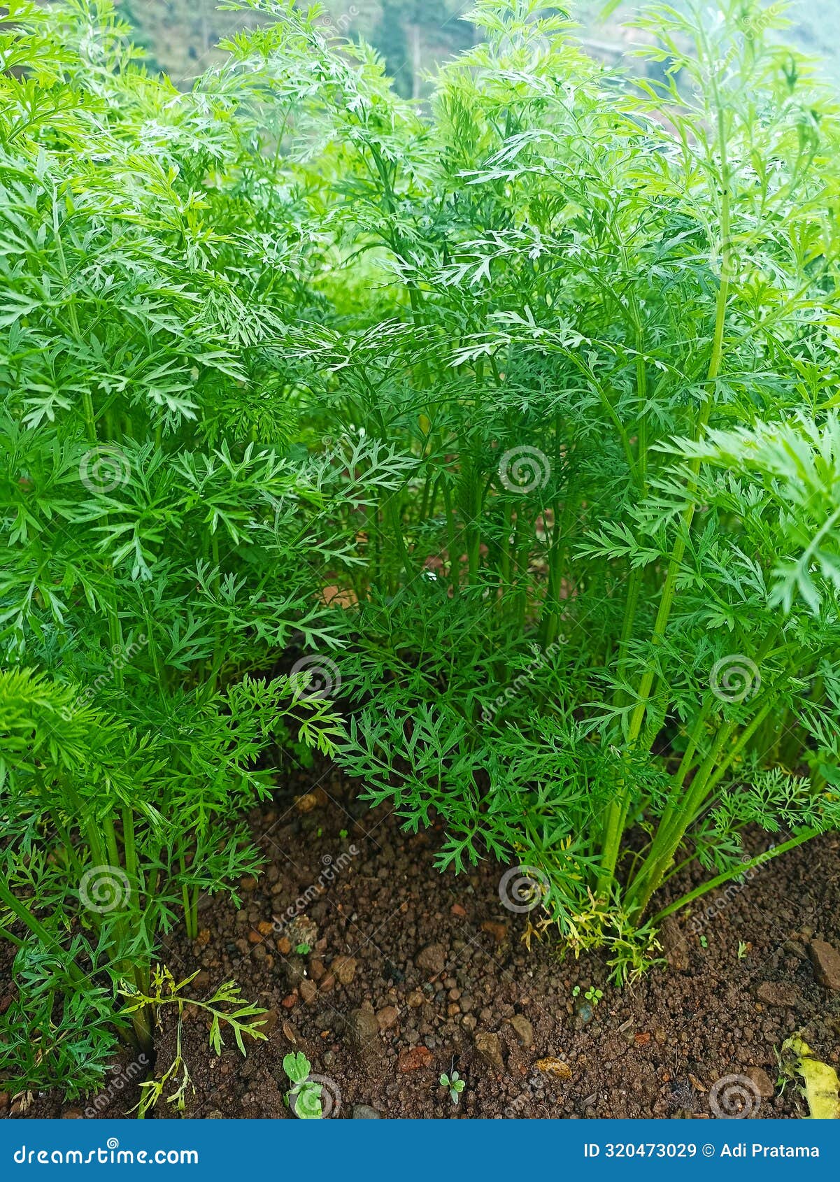 Side View Photo of Carrot Leaves in a Plantation Stock Image - Image of ...