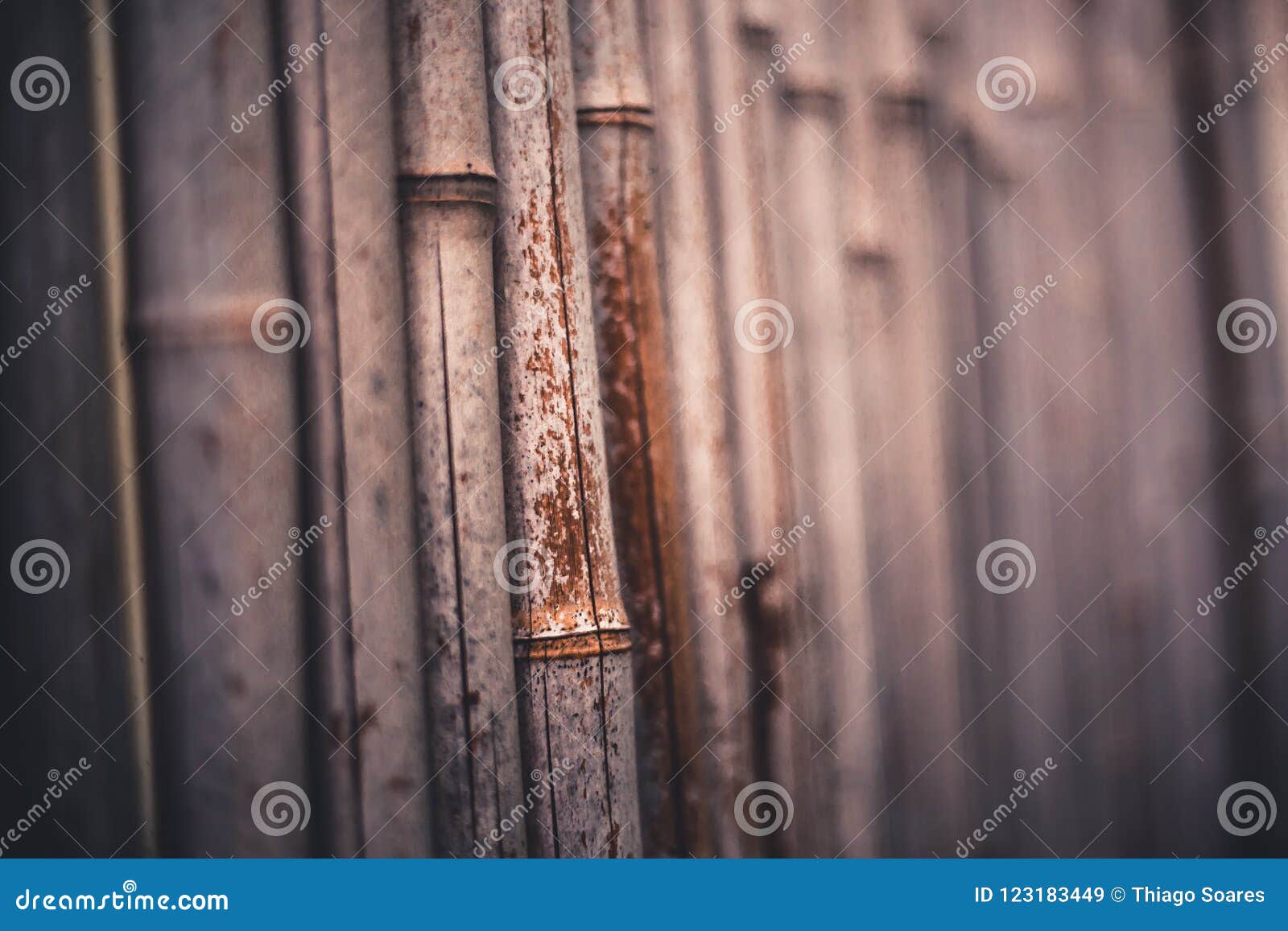 Side View Photo from a Natural Bamboo Wall. Stock Image - Image of ...