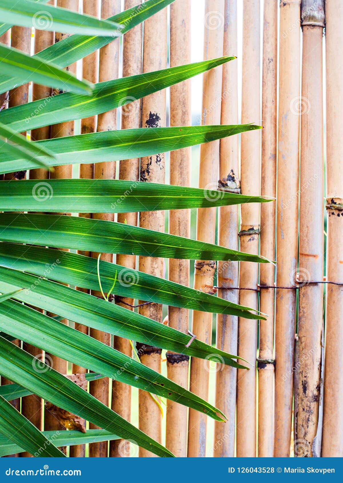 Side View Photo from a Natural Bamboo Wall with Palm Leaf . this Photo ...