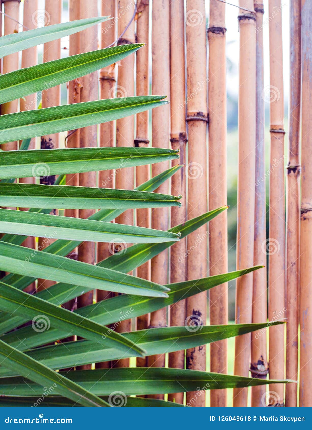 Side View Photo from a Natural Bamboo Wall with Palm Leaf . this Photo ...