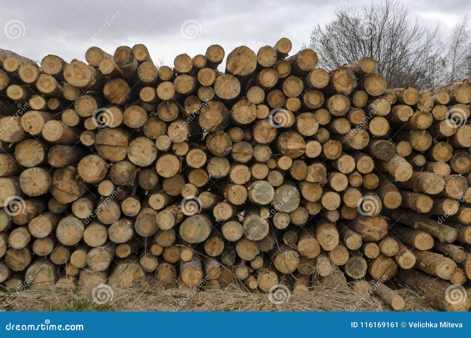 Side View of Pile or Stack of Wood Logs in Plana Mountain Stock Image ...
