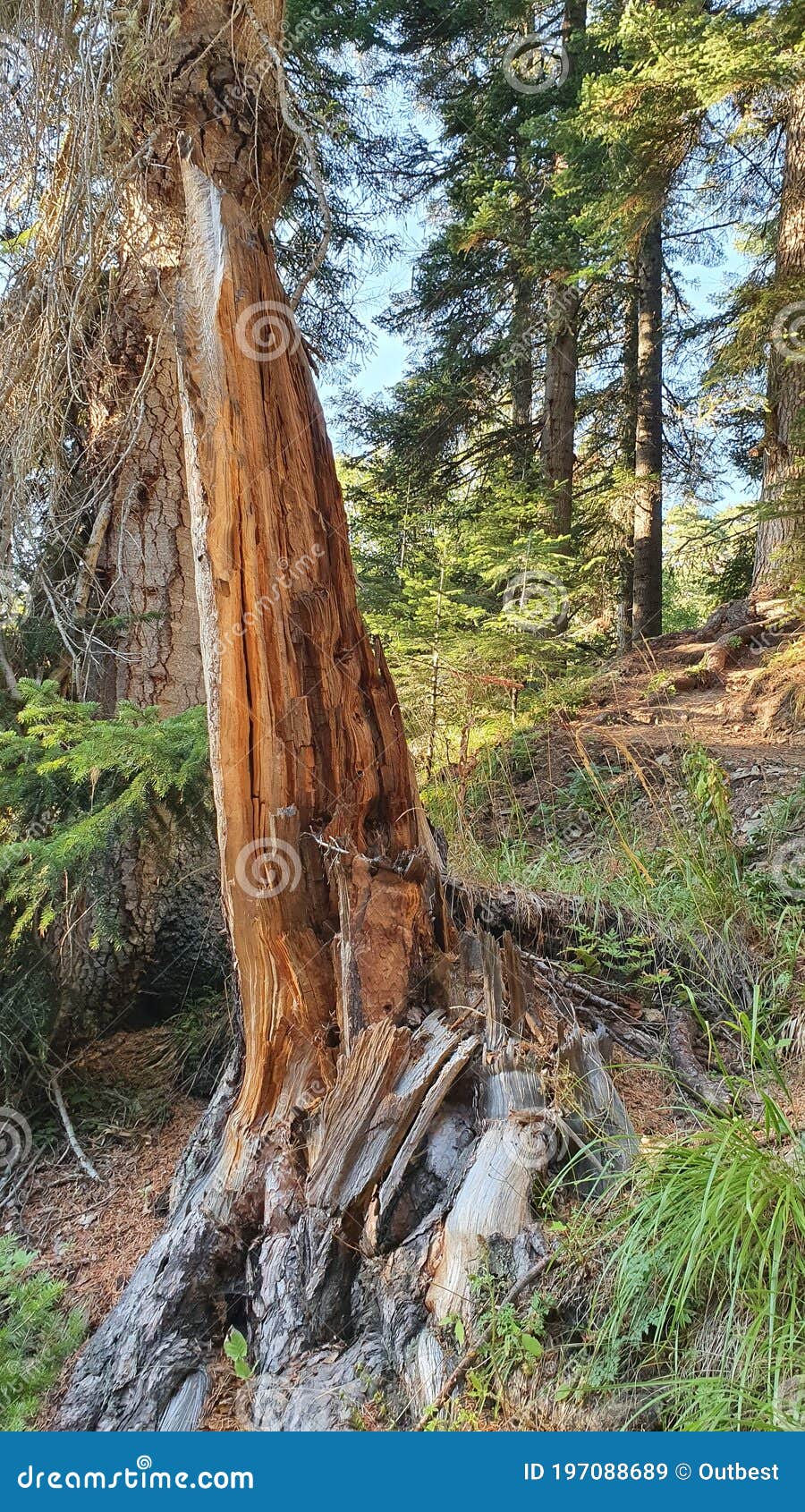 Side View of a Pine Broken Log in a Mountain Forest Stock Image - Image ...