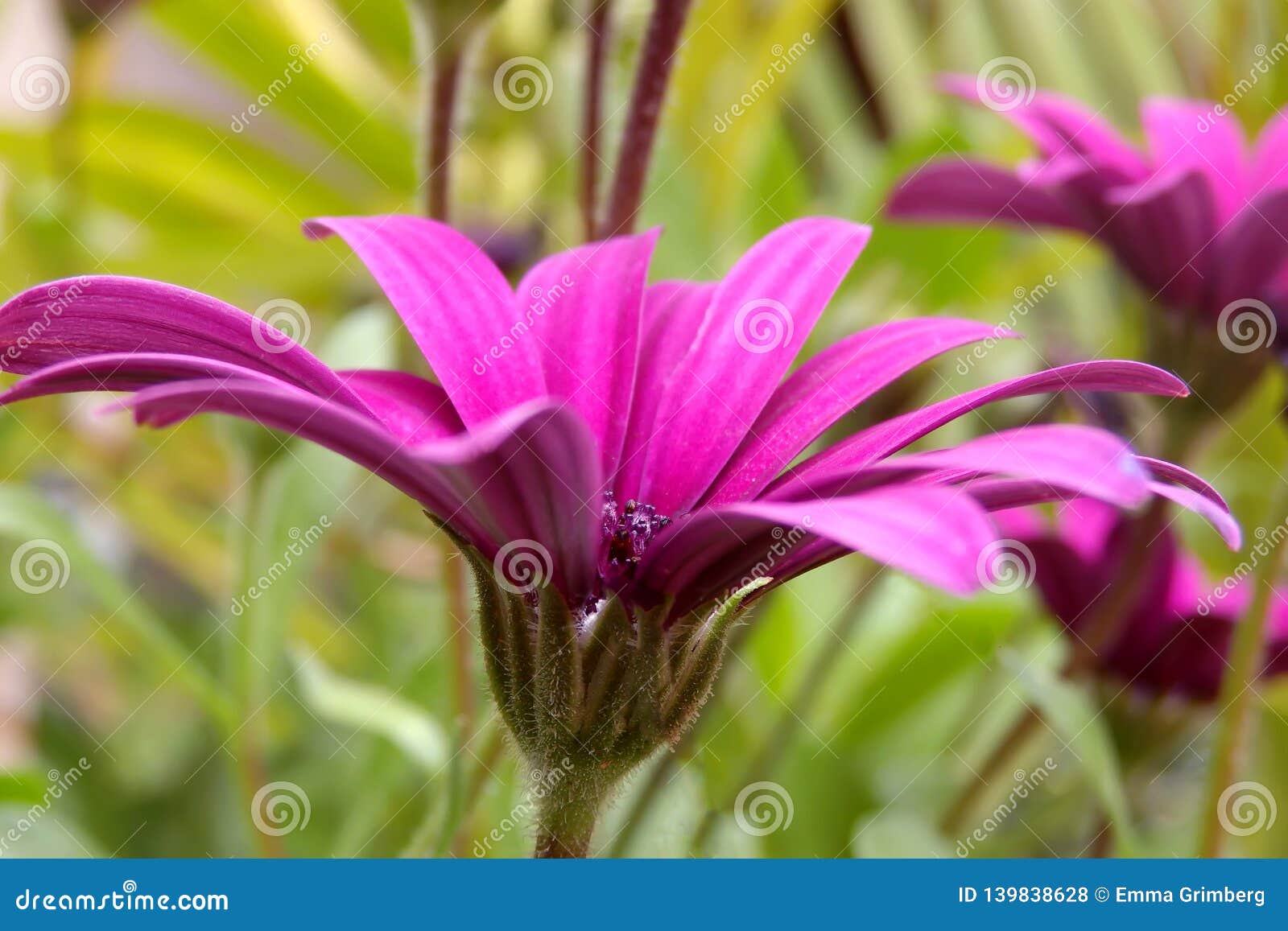 Side View of Pink Daisy Flower Close Up on Blurred Background Stock ...