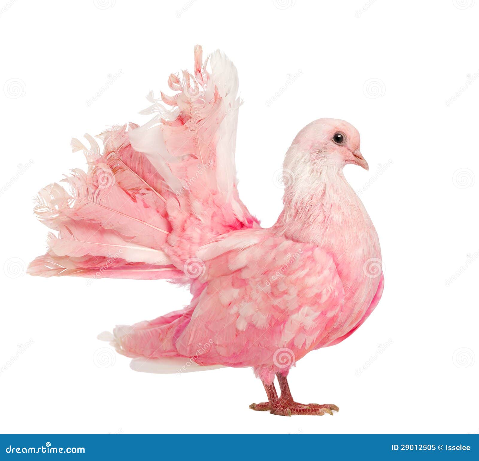 Side view of a Pink Dove stock image. Image of background - 29012505