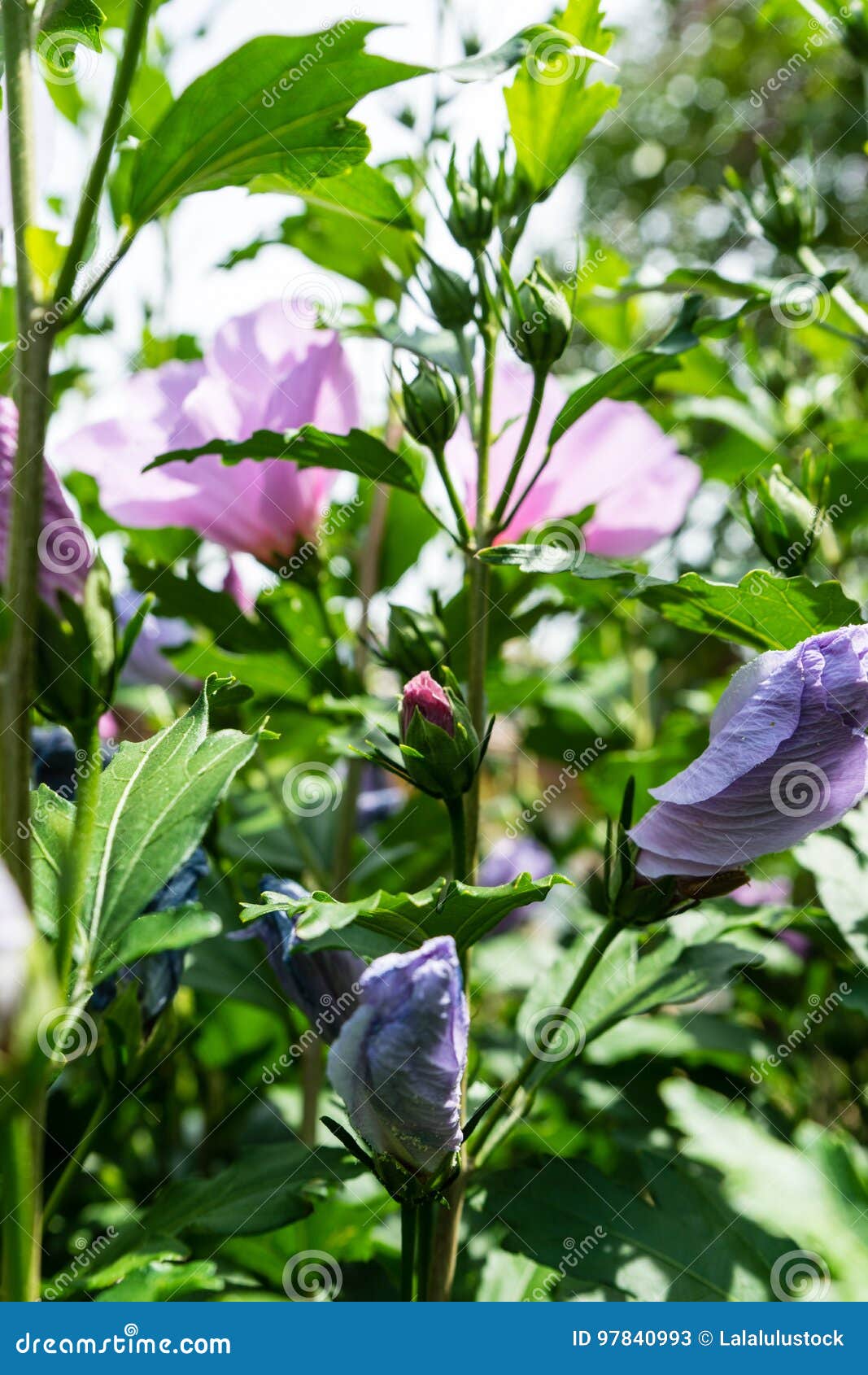 Side View of Pink Flower Blooming Stock Image - Image of color ...
