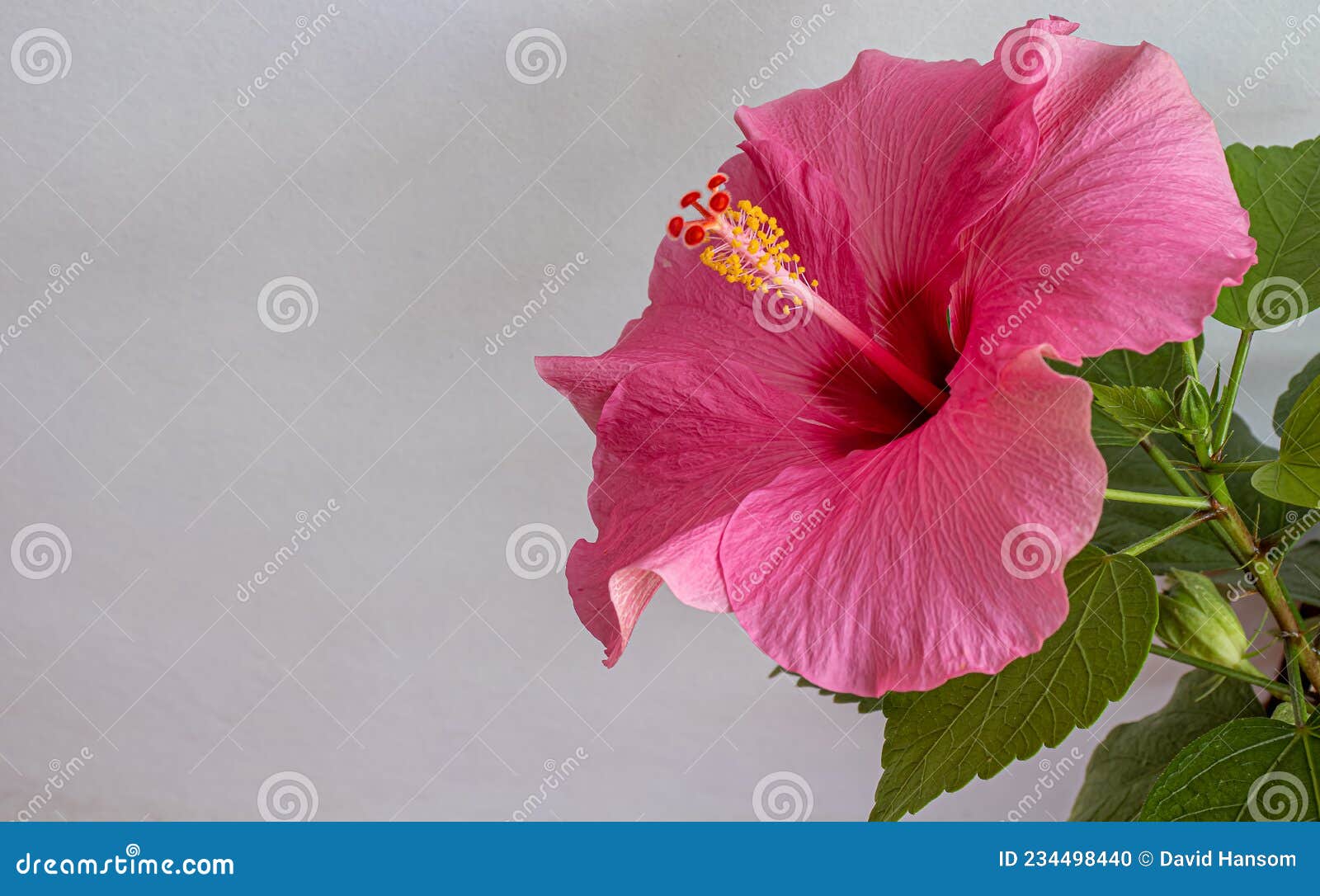 Side View of the Pink Flower of Hibiscus Stock Photo - Image of indoors ...