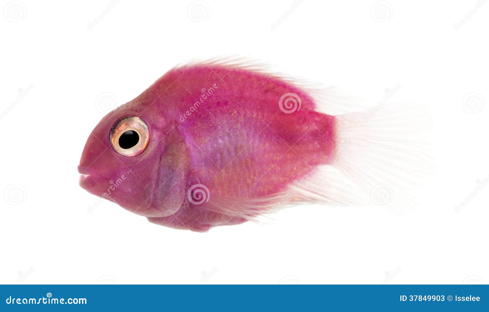 Side View of a Pink Fresh Water Fish Swimming, Isolated Stock Image ...