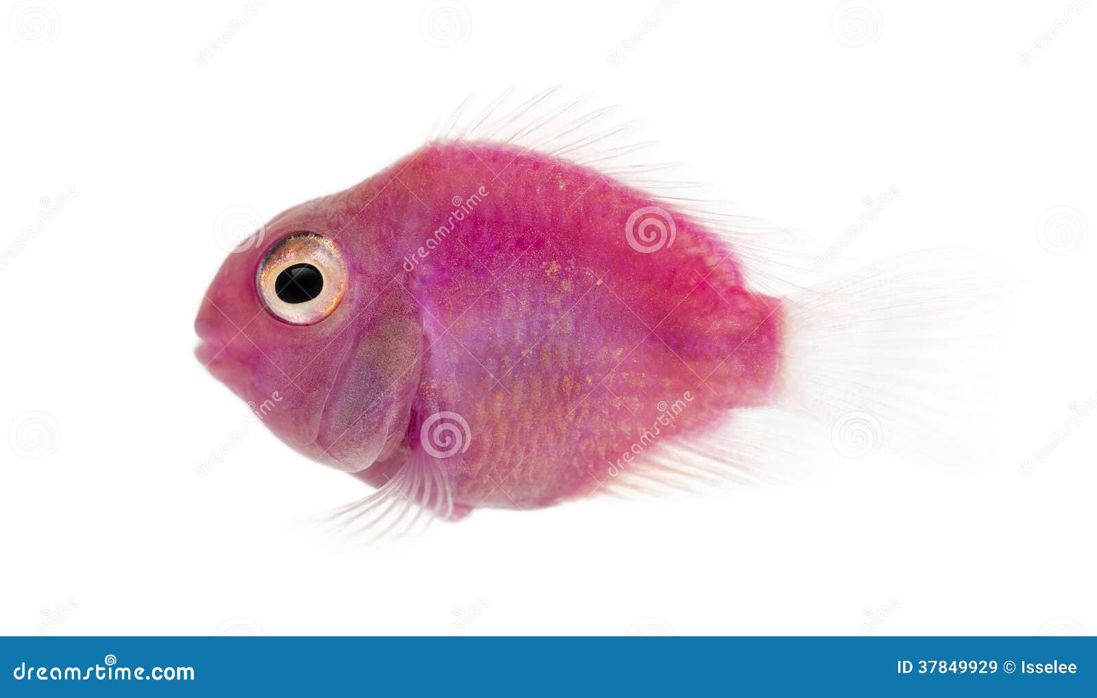 Side View of a Pink Fresh Water Fish Swimming, Isolated Stock Image ...