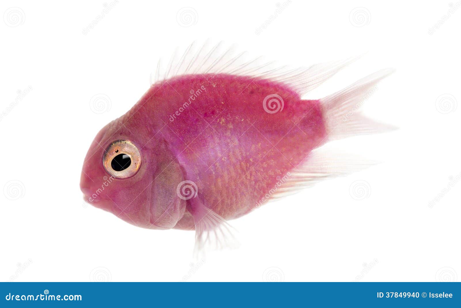 Side View of a Pink Fresh Water Fish Swimming, Isolated Stock Photo ...