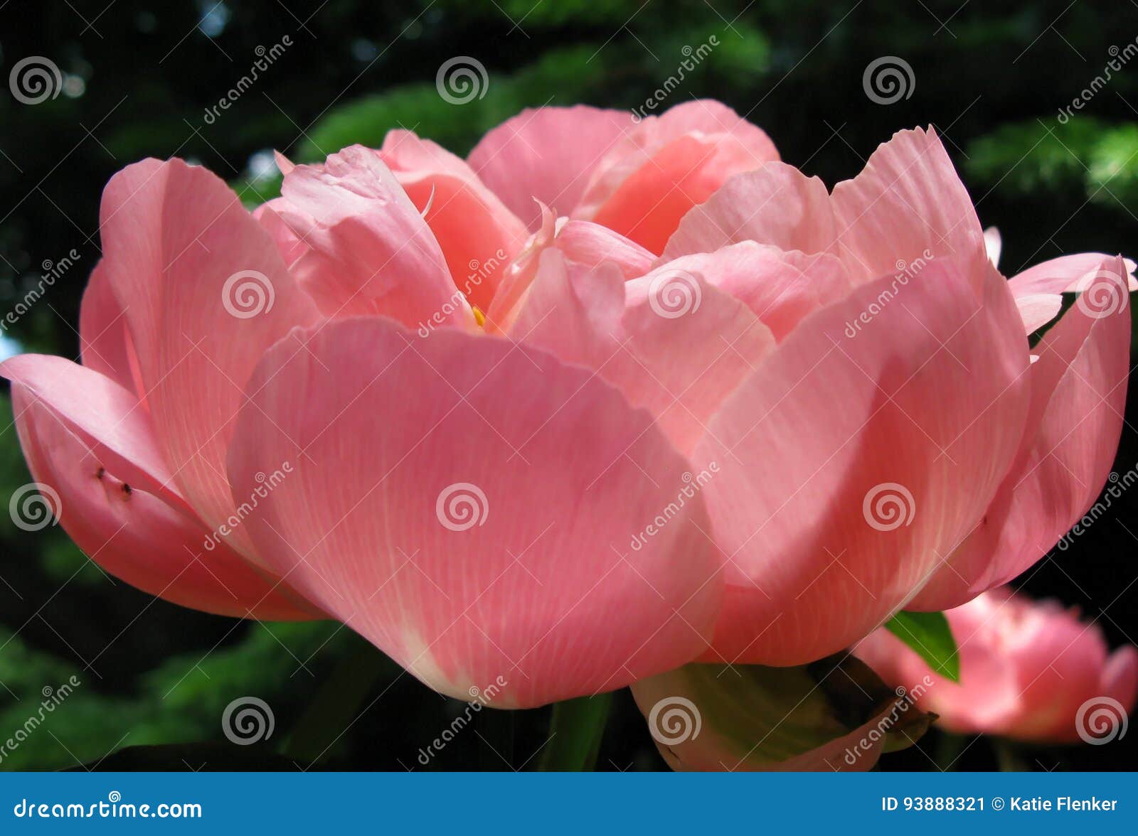 Side view of pink peony stock image. Image of budding - 93888321