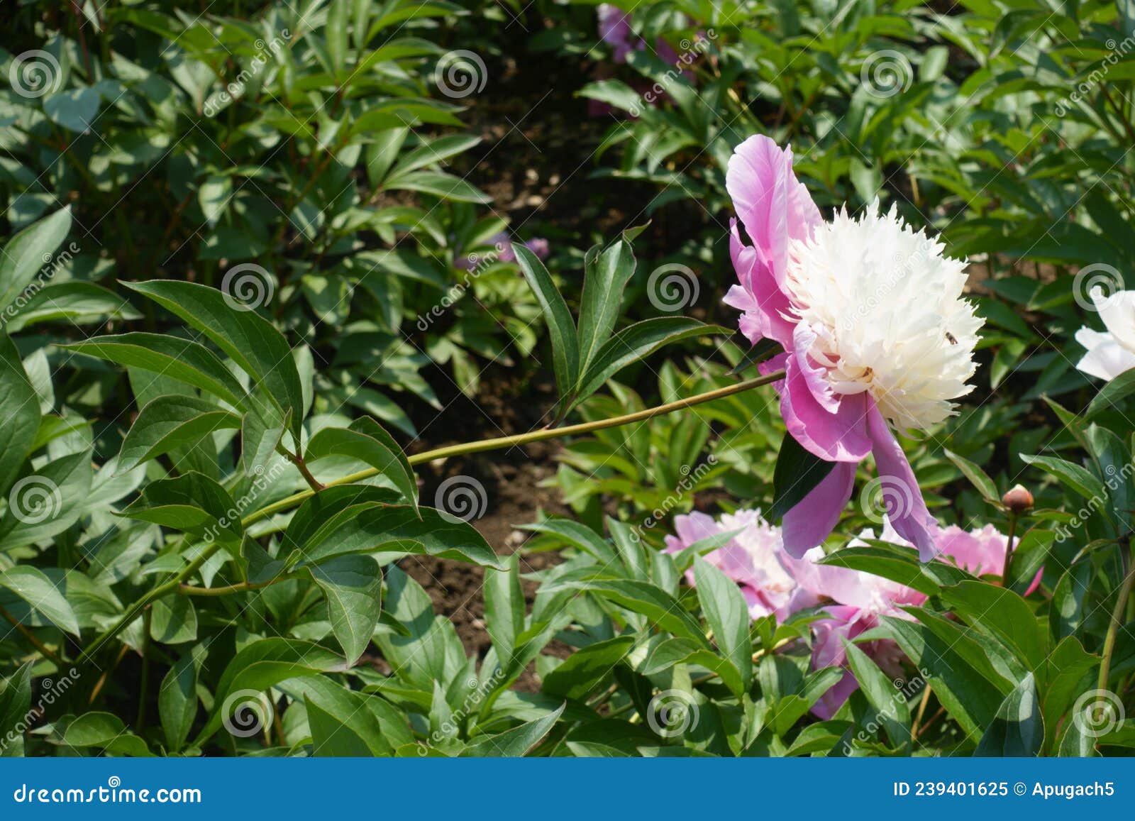 Side View of Pink and White Bicolor Anemone-flowered Peony in June ...