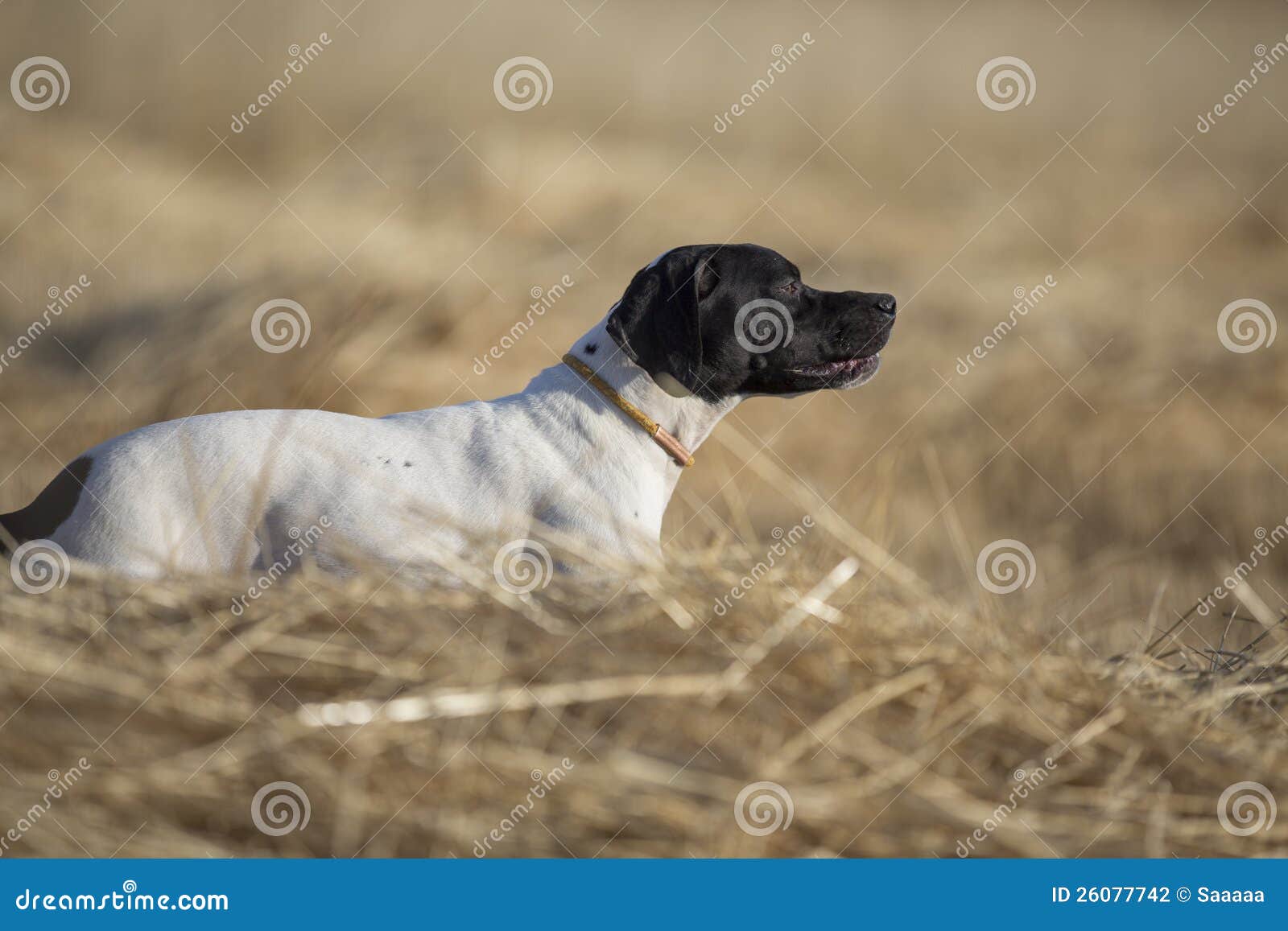 Side view of pointer stock photo. Image of adult, pointer - 26077742