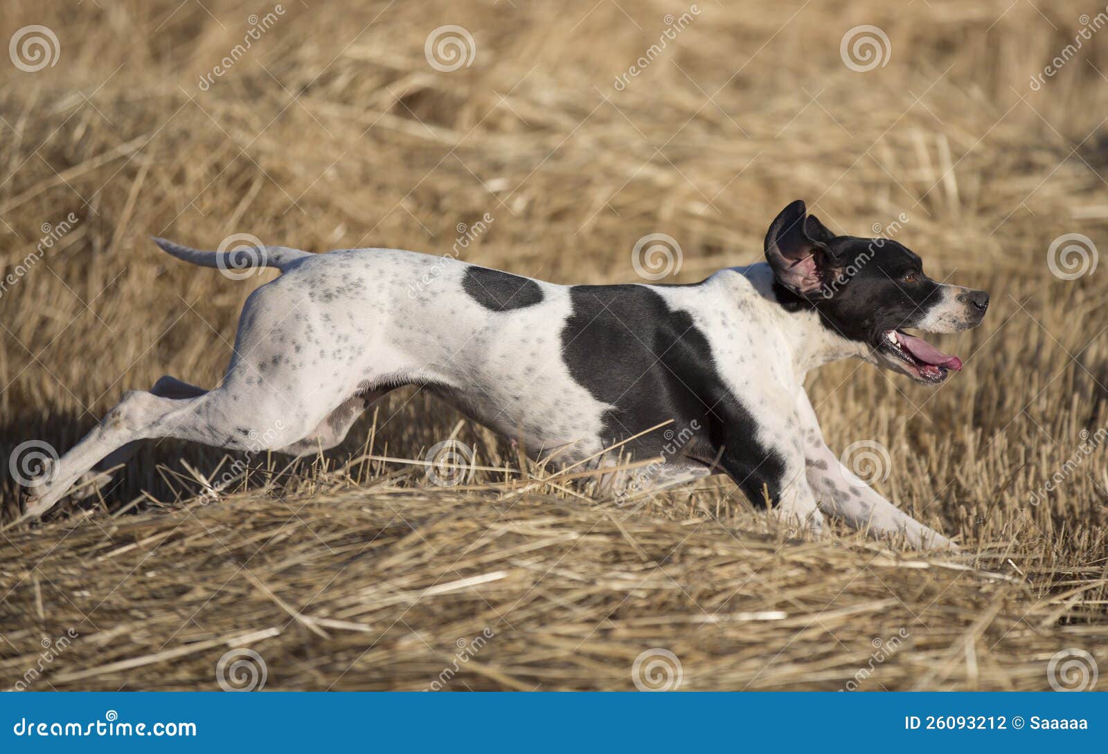 Side View of Pointer Running Stock Photo - Image of brown, closeup ...