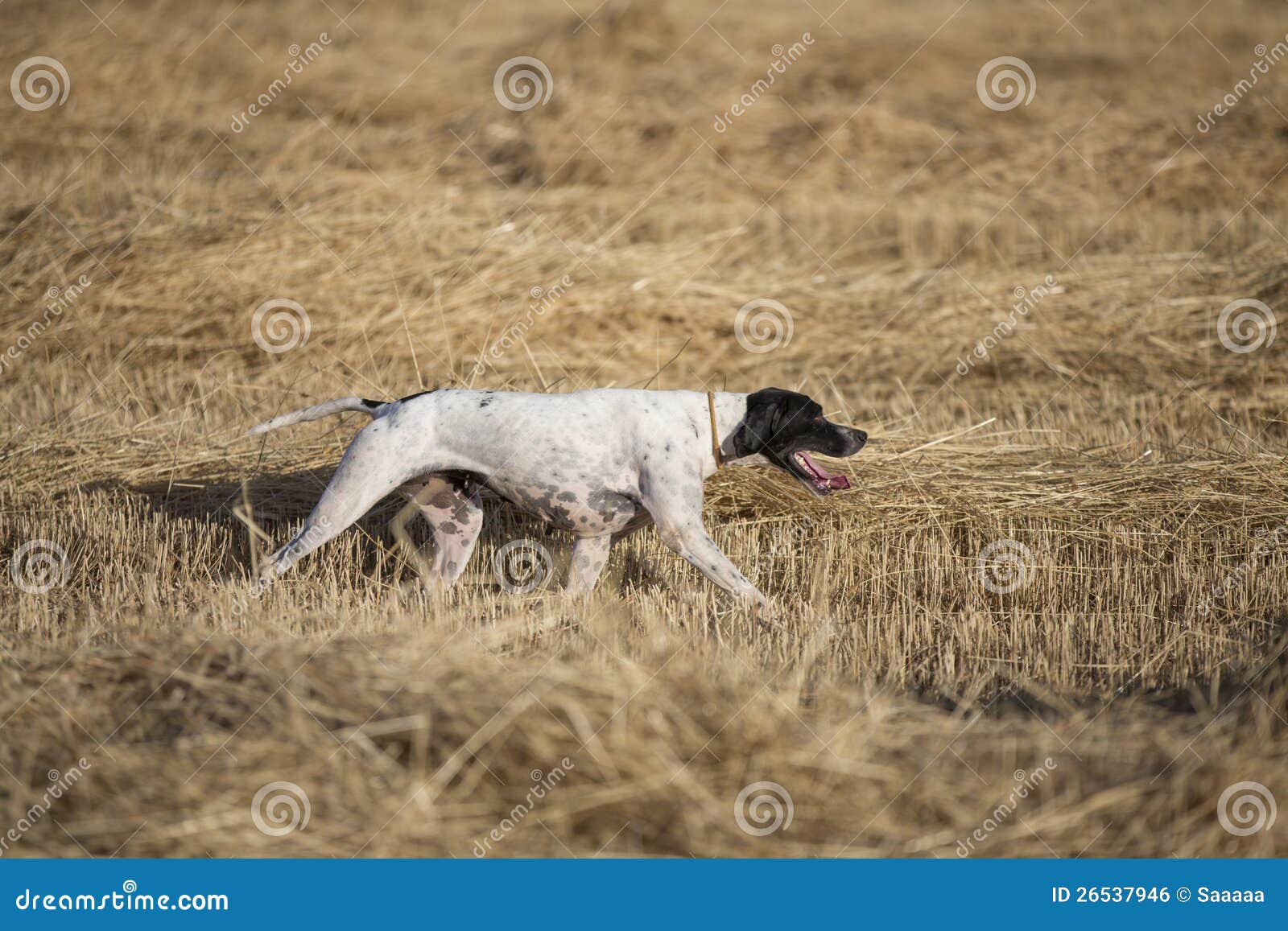 Side View of Pointer Walking Stock Photo - Image of black, shallow ...
