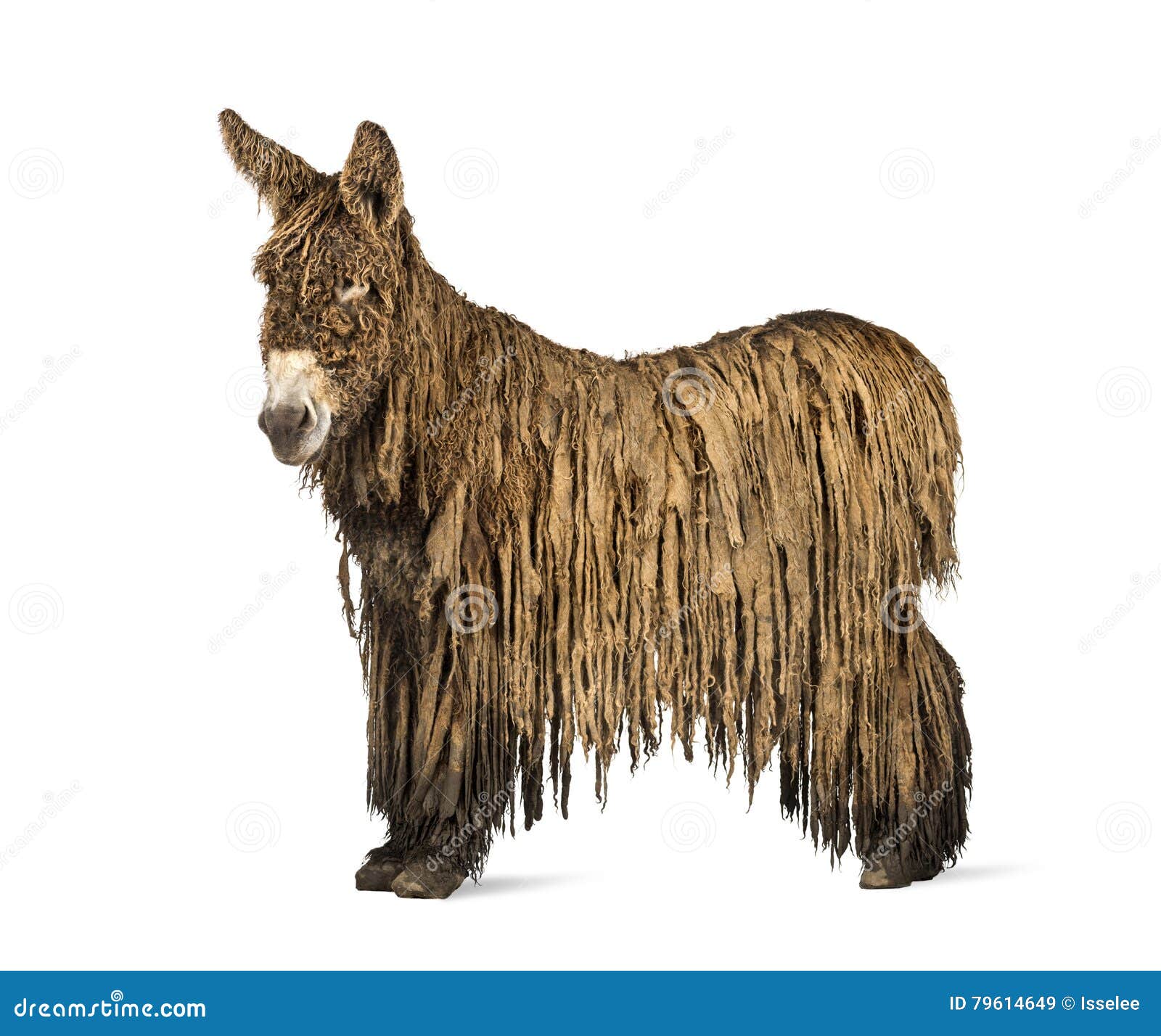 Side View of a Poitou Donkey, Isolated on White Stock Image - Image of ...