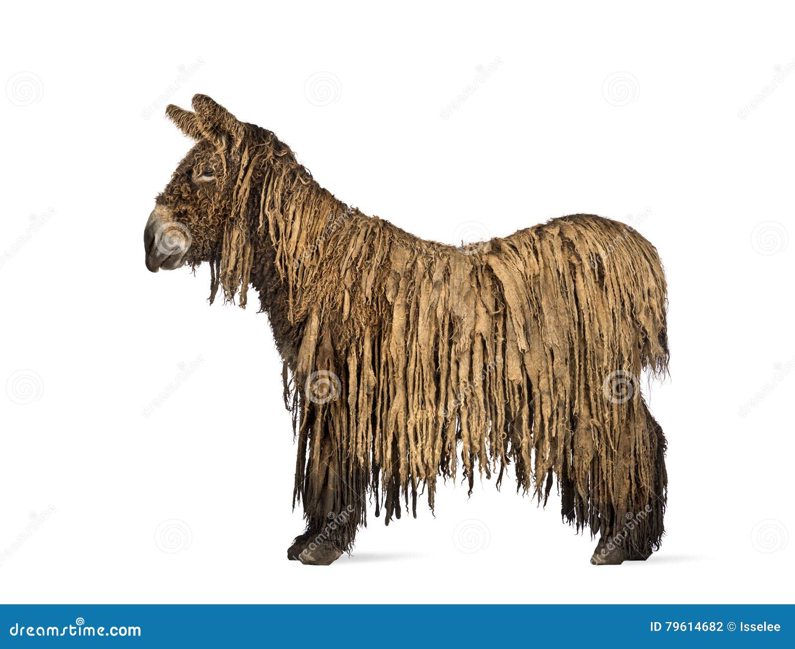 Poitou Donkey Stock Photography | CartoonDealer.com #62510108