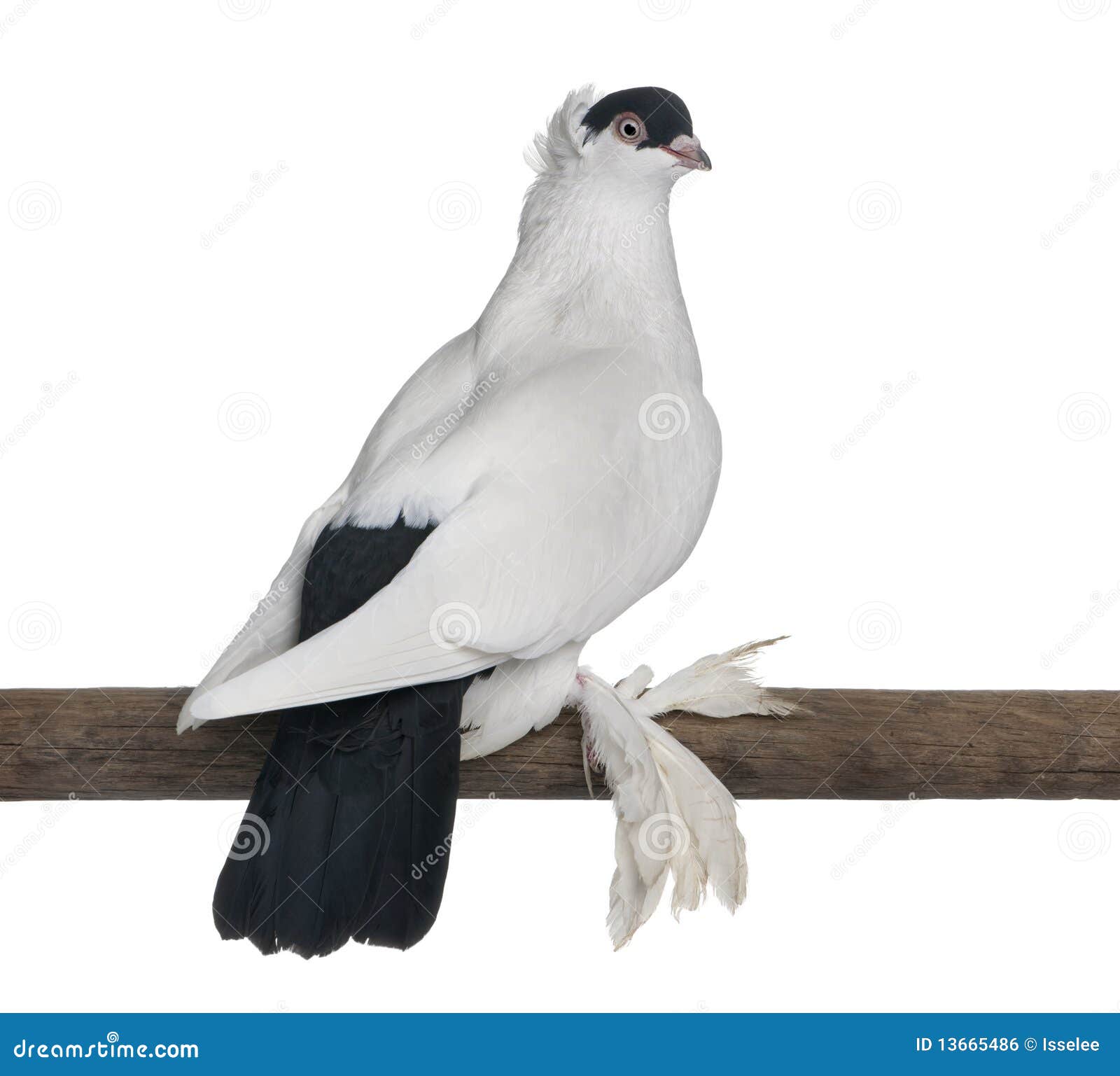 326 Pigeon Polish Photos - Free & Royalty-Free Stock Photos from Dreamstime